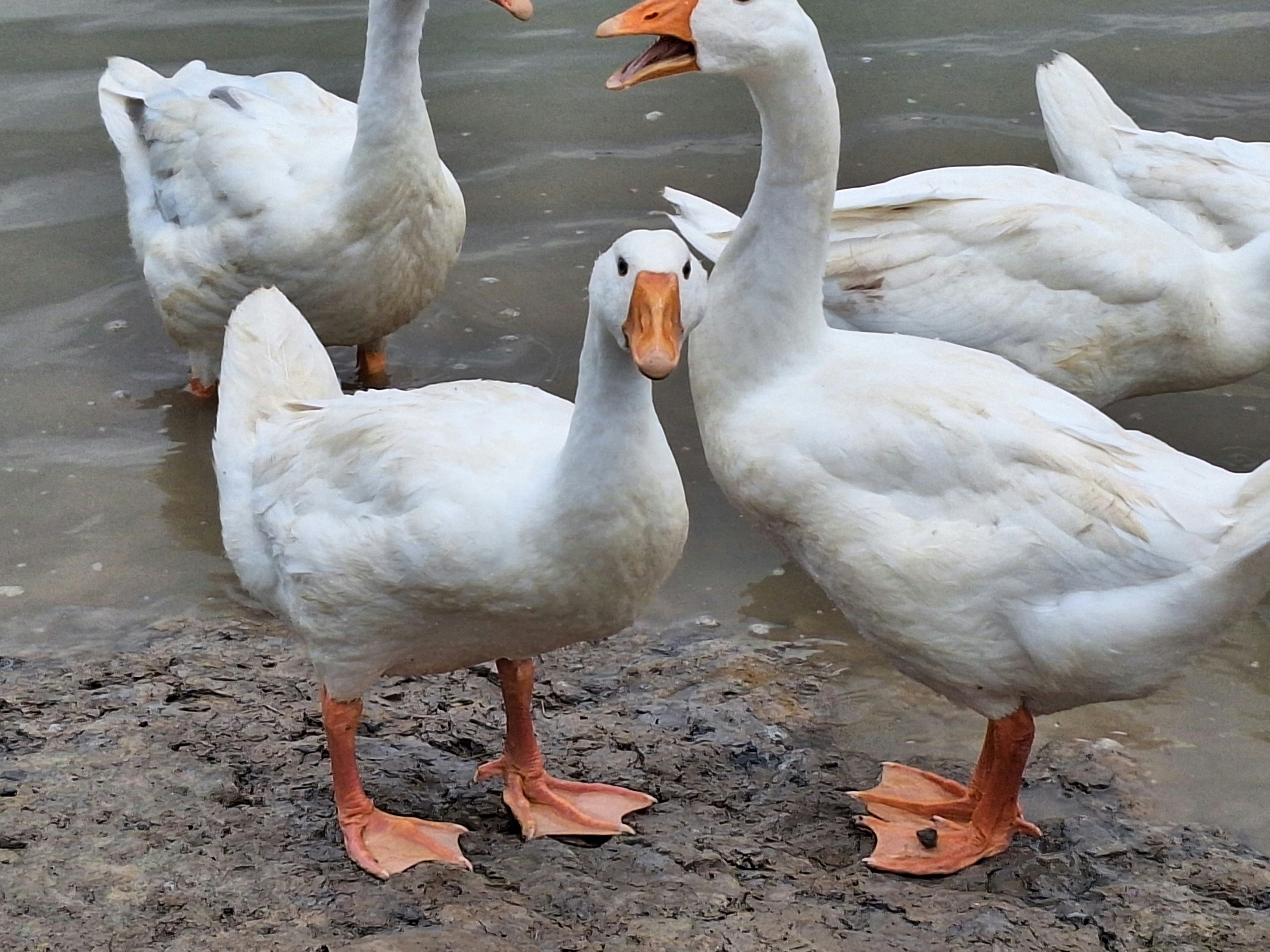 A group of ducks standing in the water photo – Free Lake Image on Unsplash