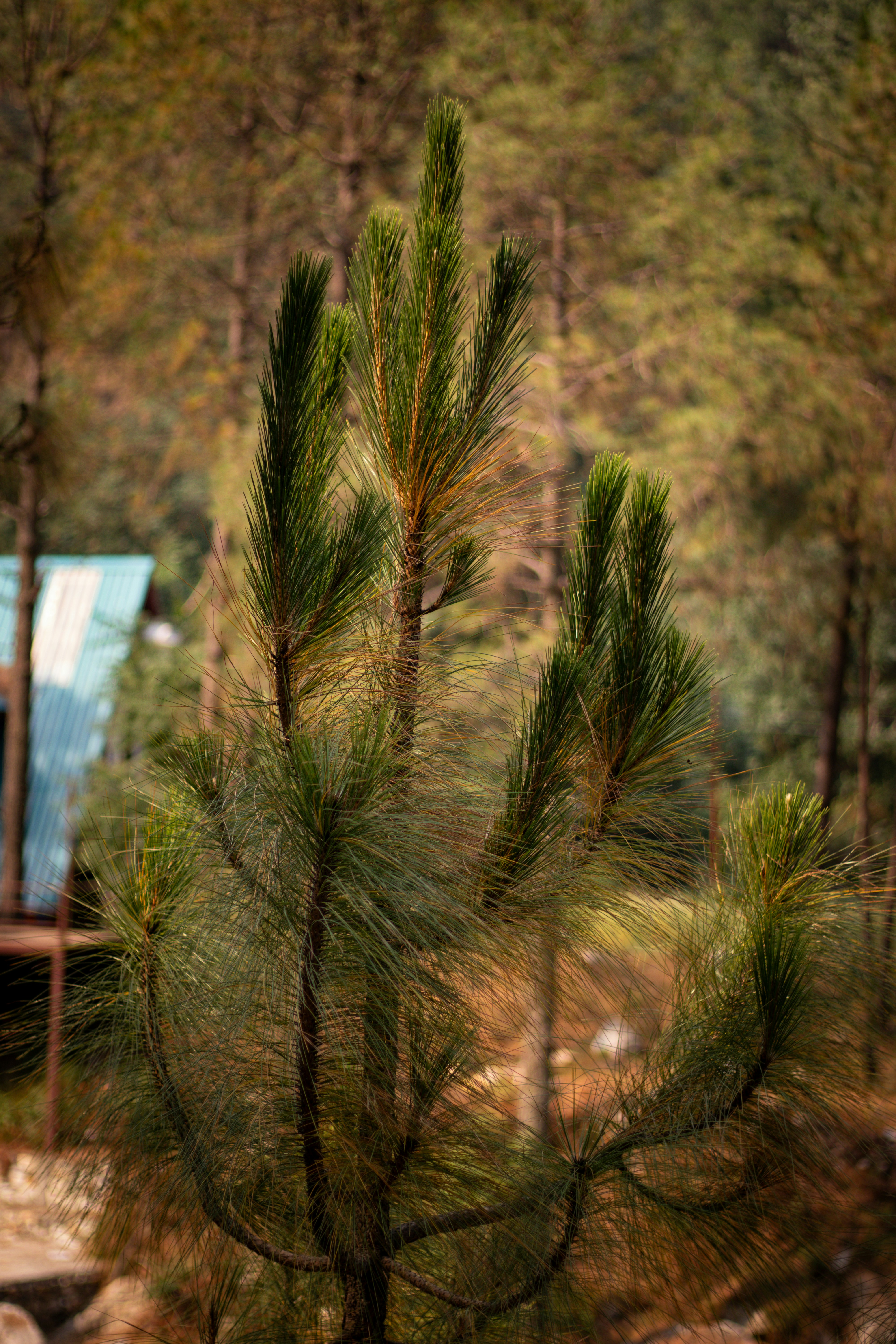 Sunlit Pine Fingers Reach Through a Quiet Backyard Blur