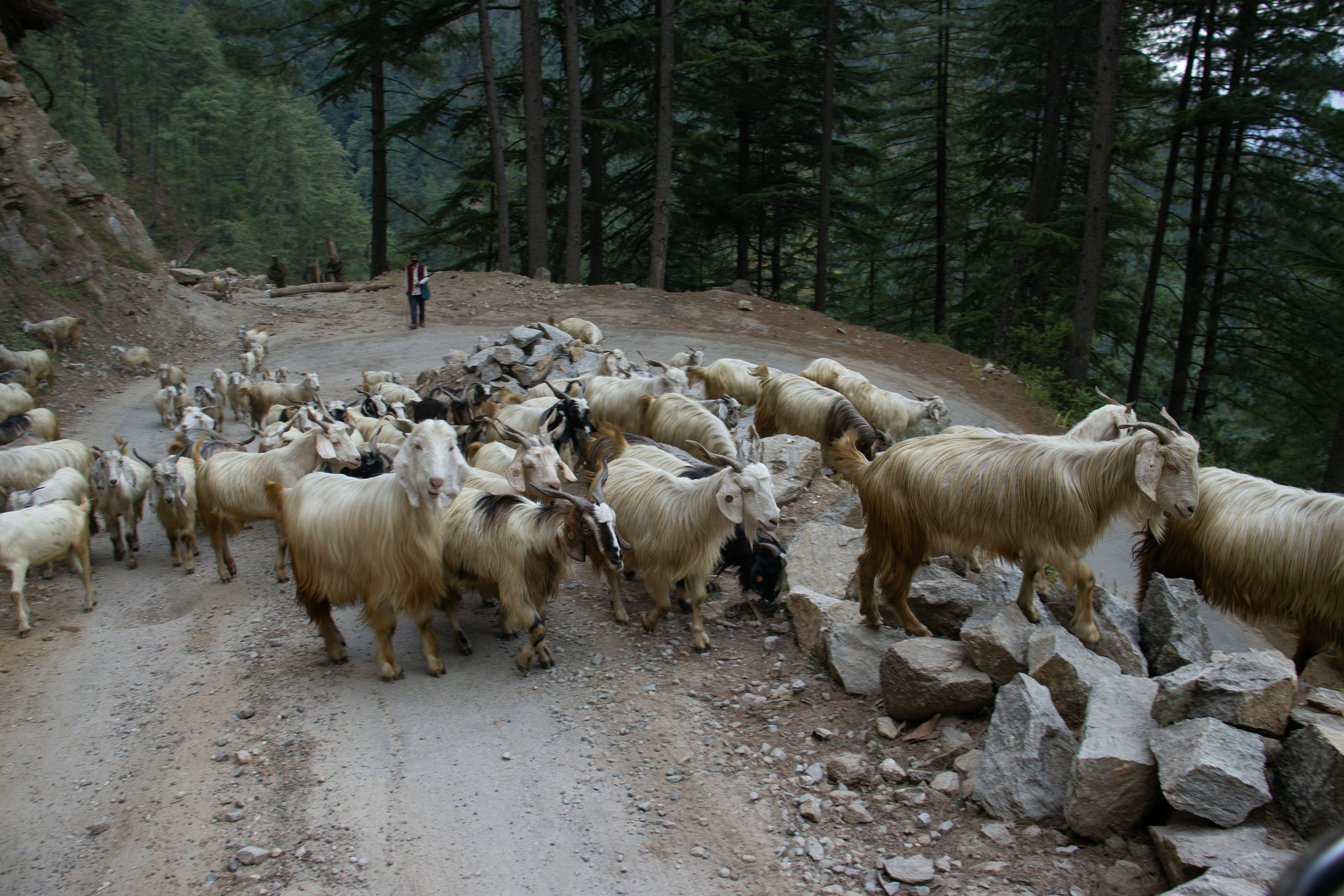 A herd of goats navigating a rocky mountain path, flanked by tall trees and a distant figure observing their passage.