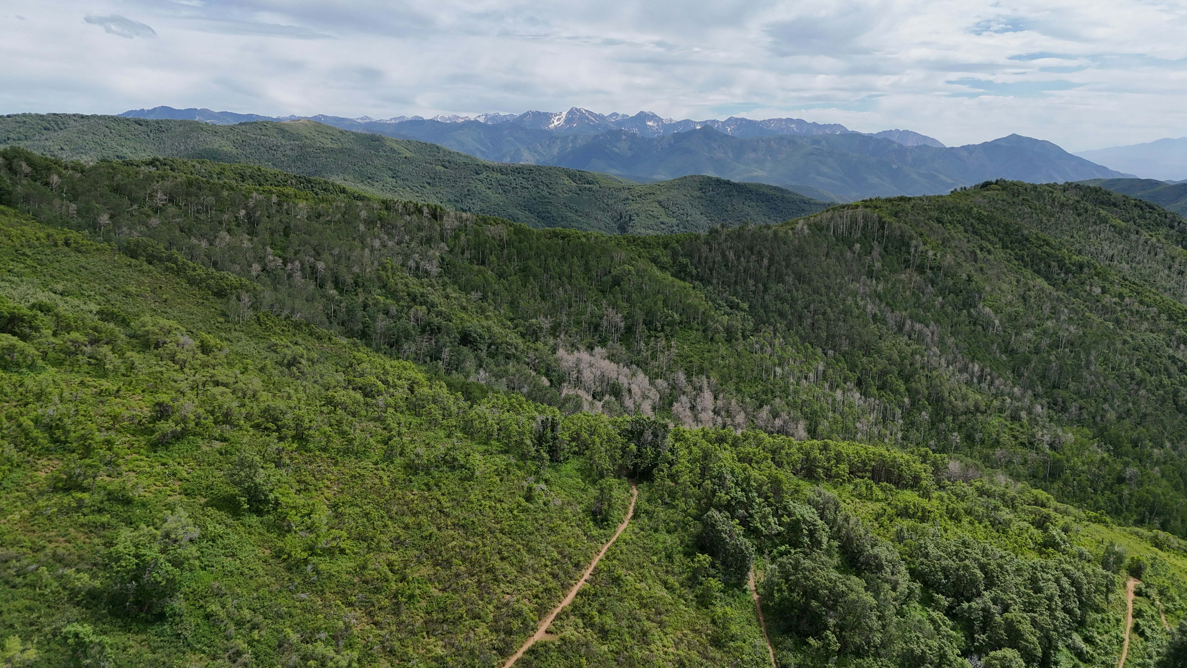 A lush green hillside covered in lots of trees photo – Free Salt lake ...