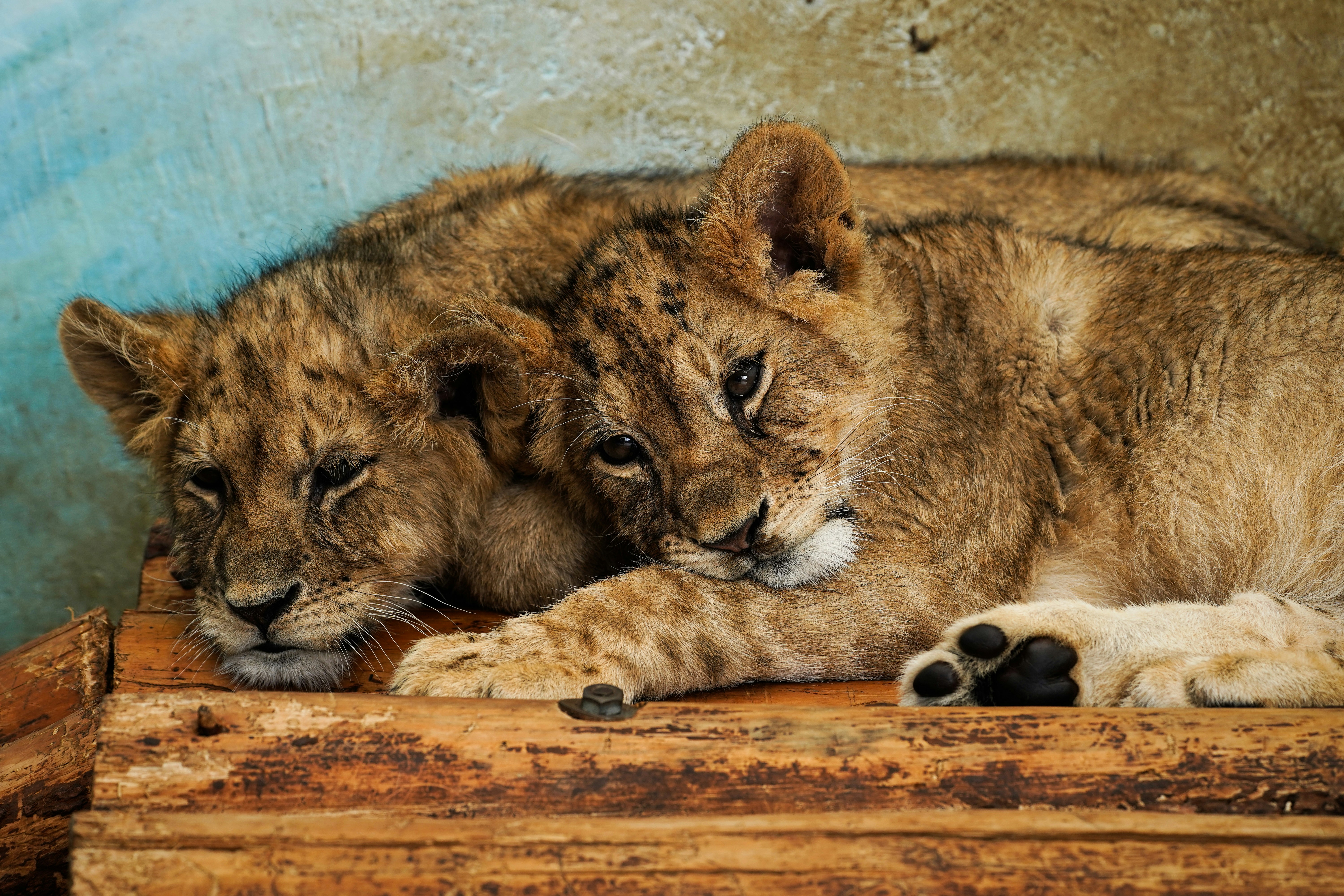 Twin Lion Cubs Resting on Weathered Wood: A Quiet Moment in the Enclosure