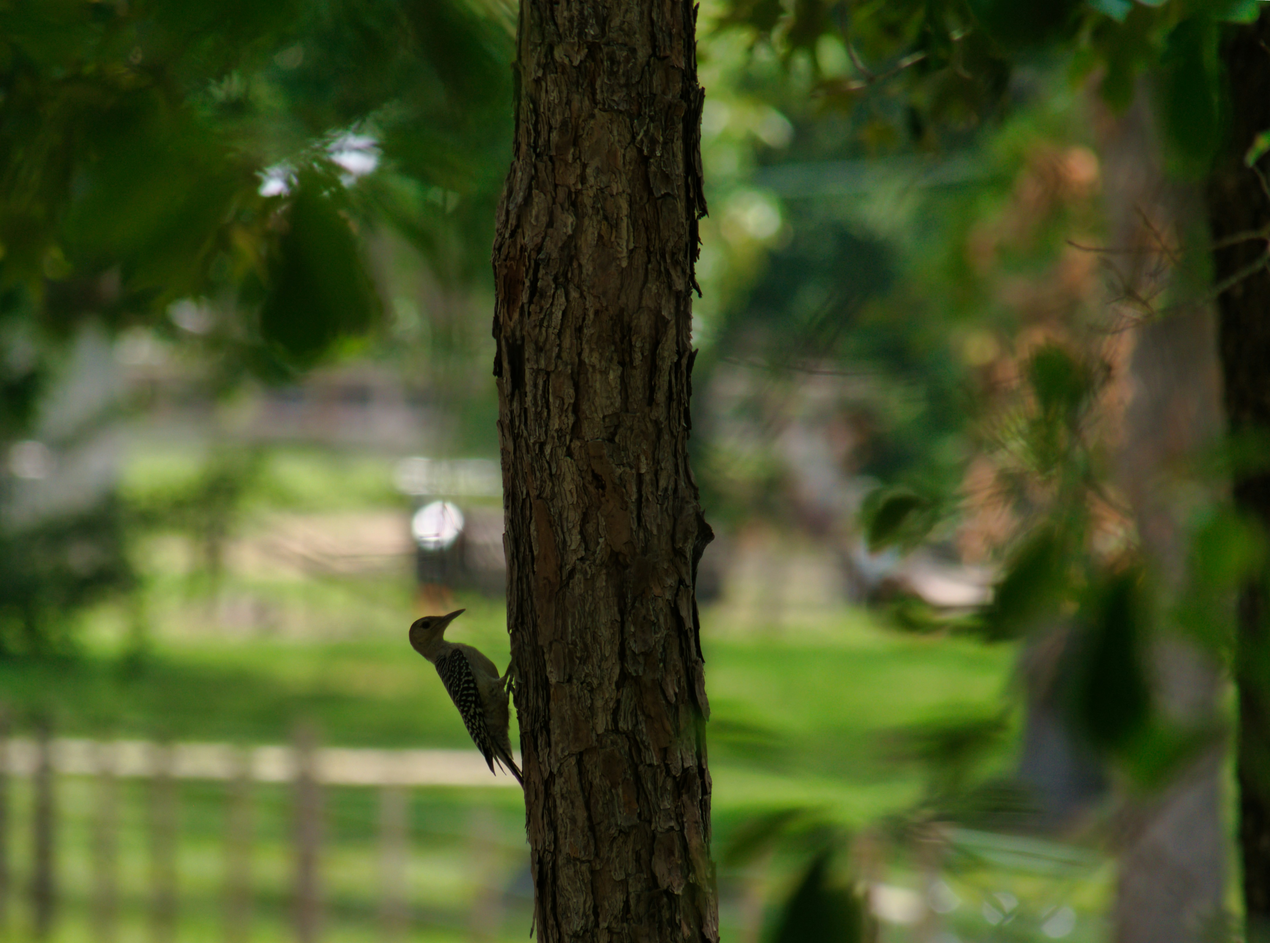 Woodland Spotlight: A Burrowed Nuthatch Clings to Bark