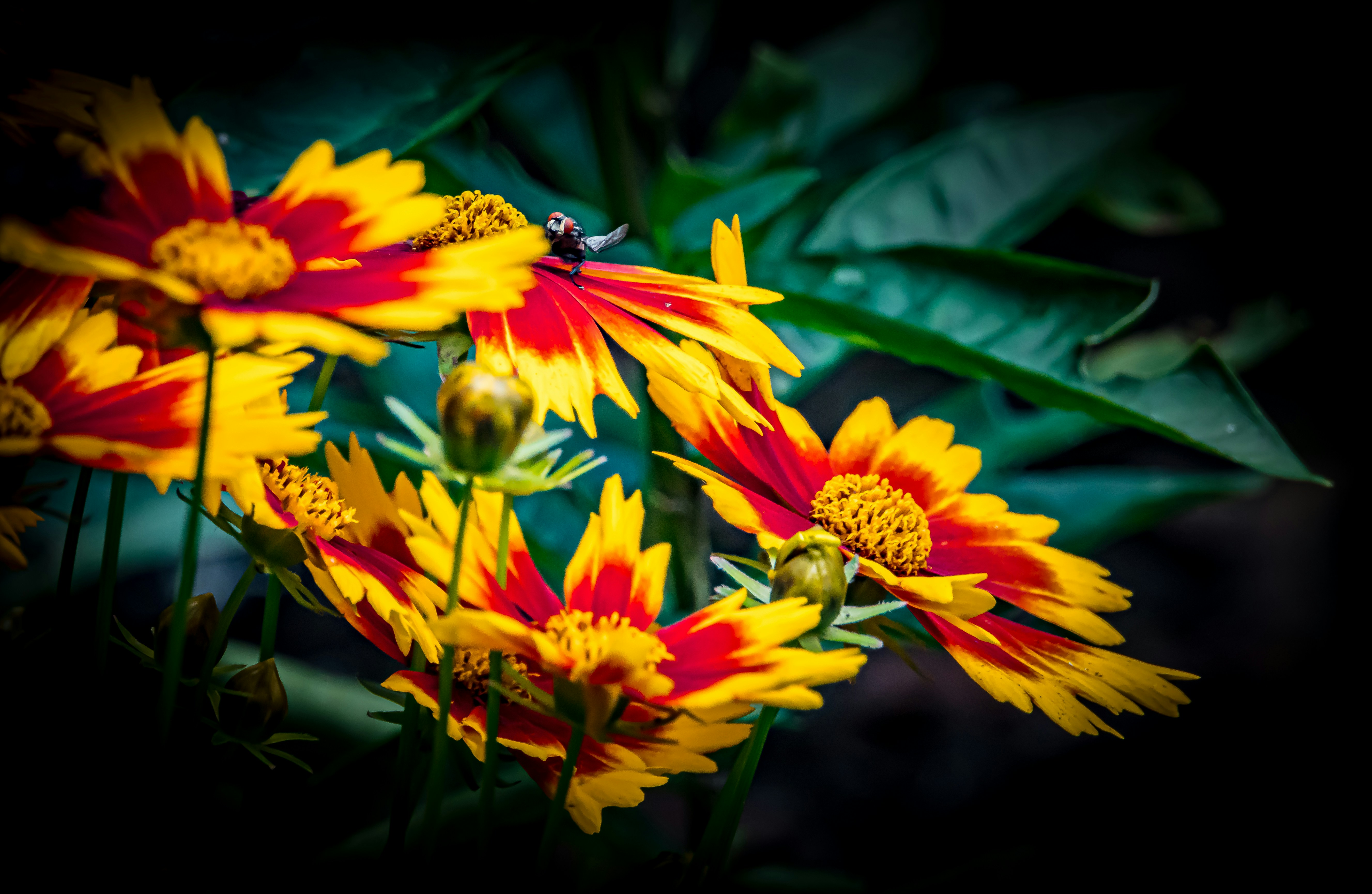 Autumn Fireflower: A Bee Among Gaillardia