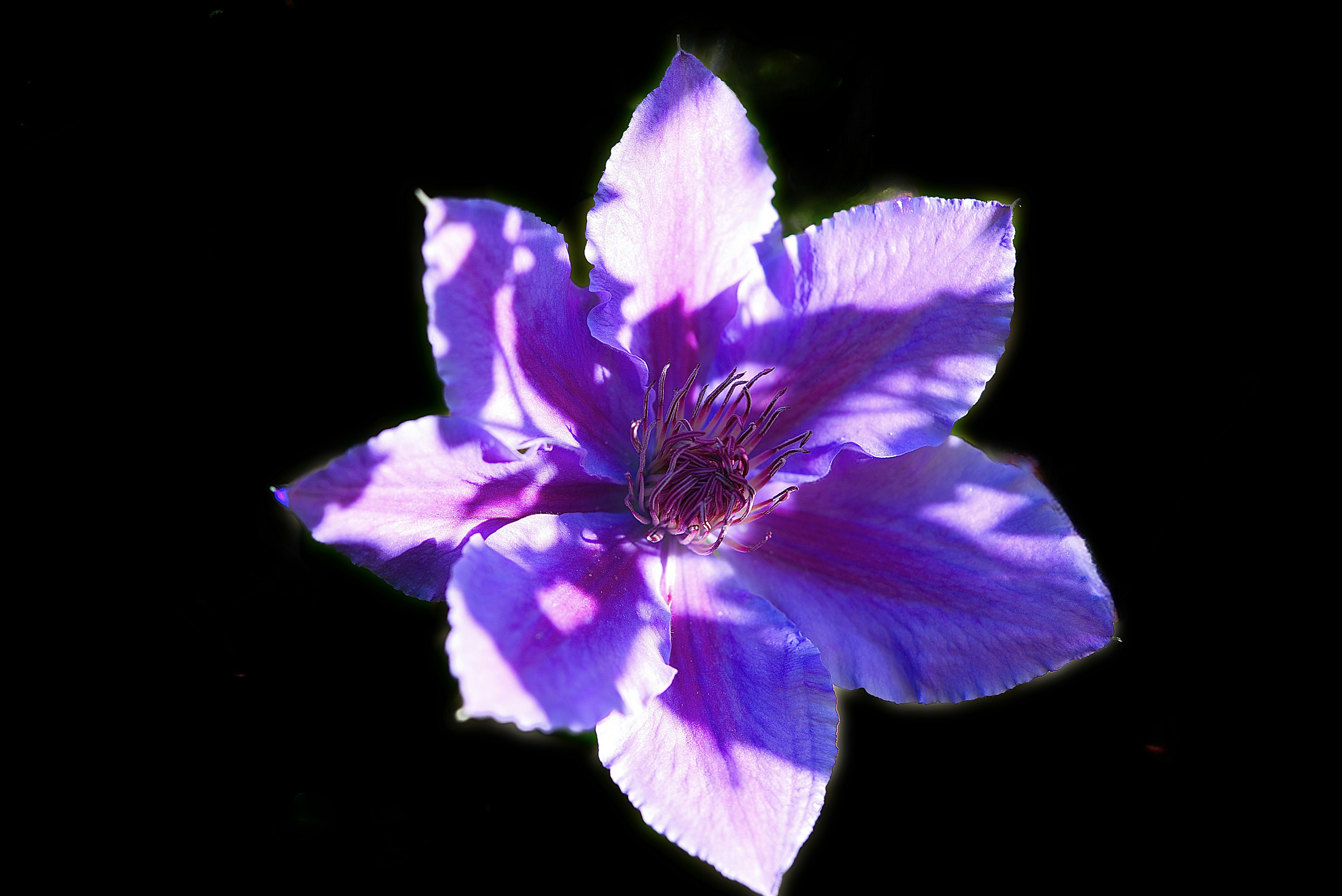 Crimson Twilight: A Purple Bloom Conquers the Dark
