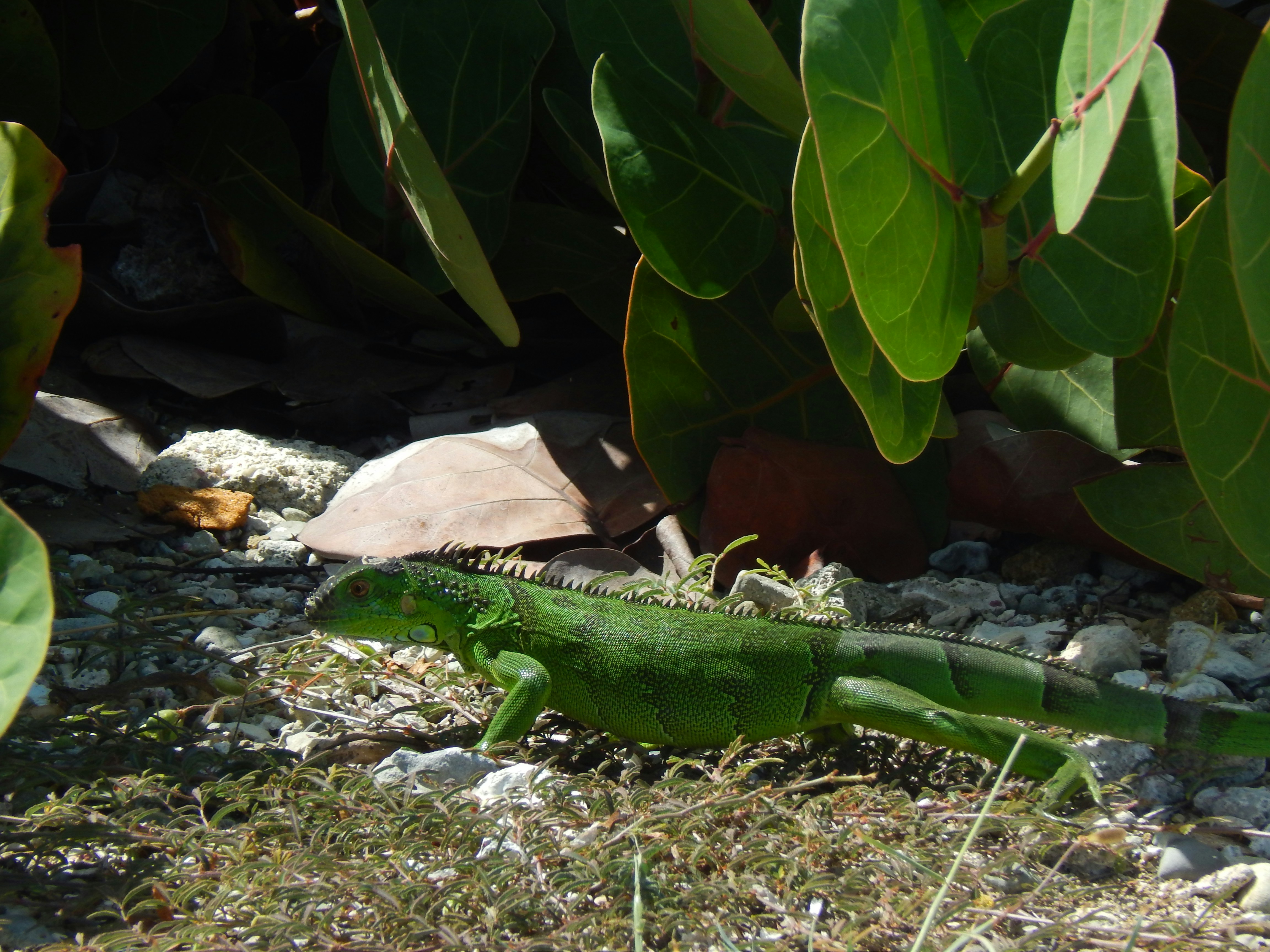 Emerald Sentinel on Pebbles: A Green Iguana Beneath a Leafy Canopy
