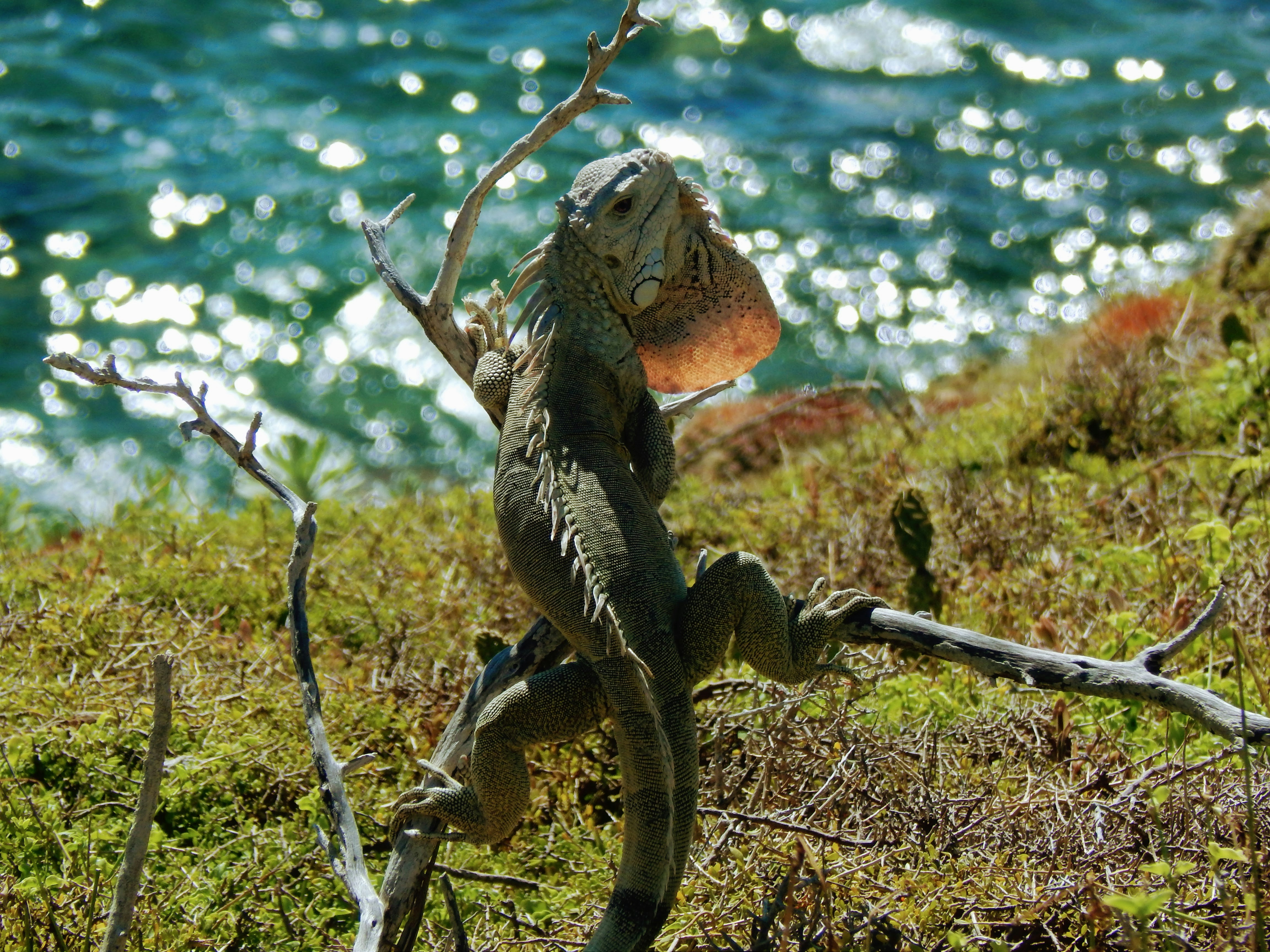 Driftwood Sentinel: A Coastal Lizard on the Sunlit Shore