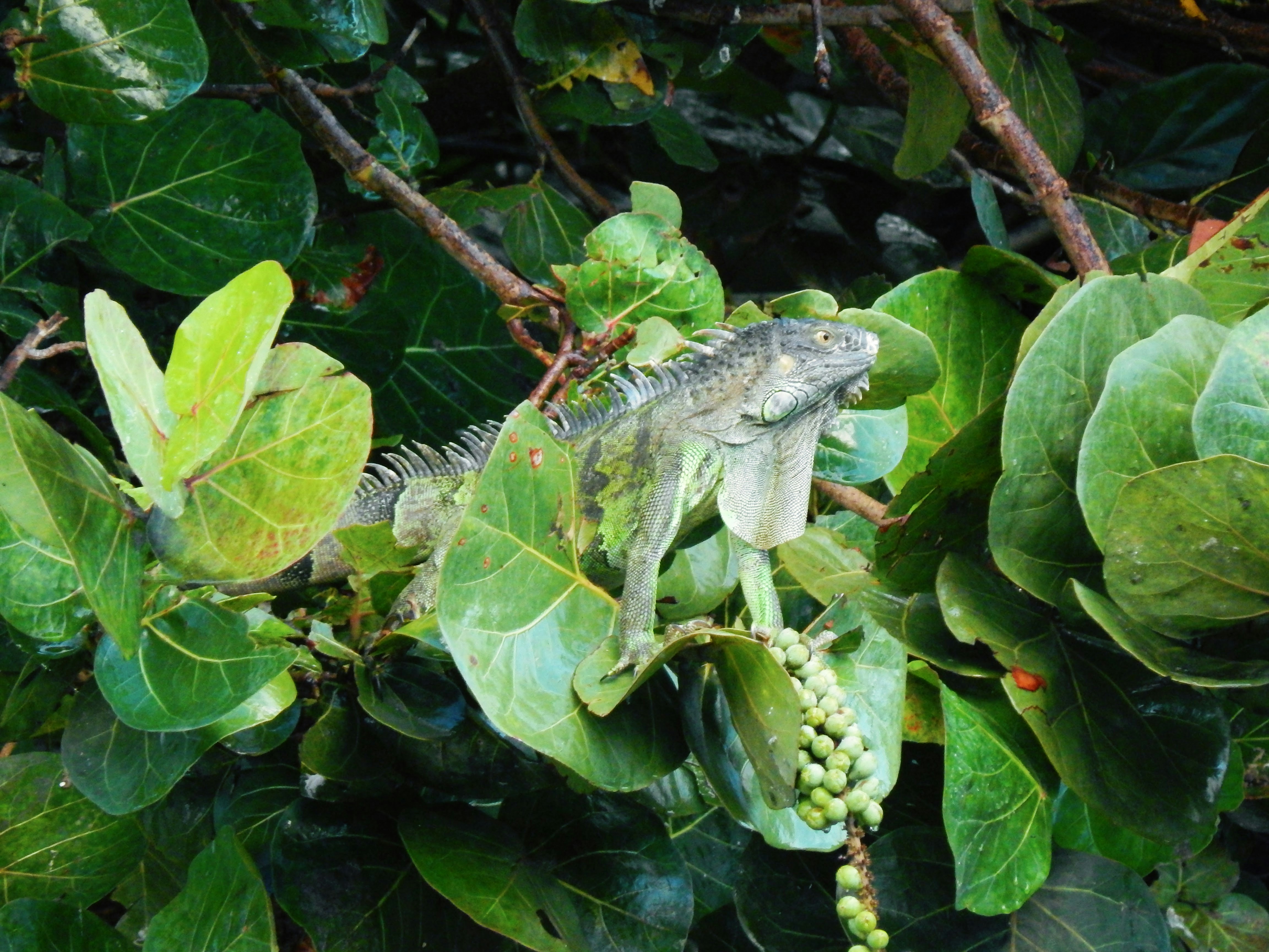 Photo by Josie Weiss with Nikon Coolpix L820