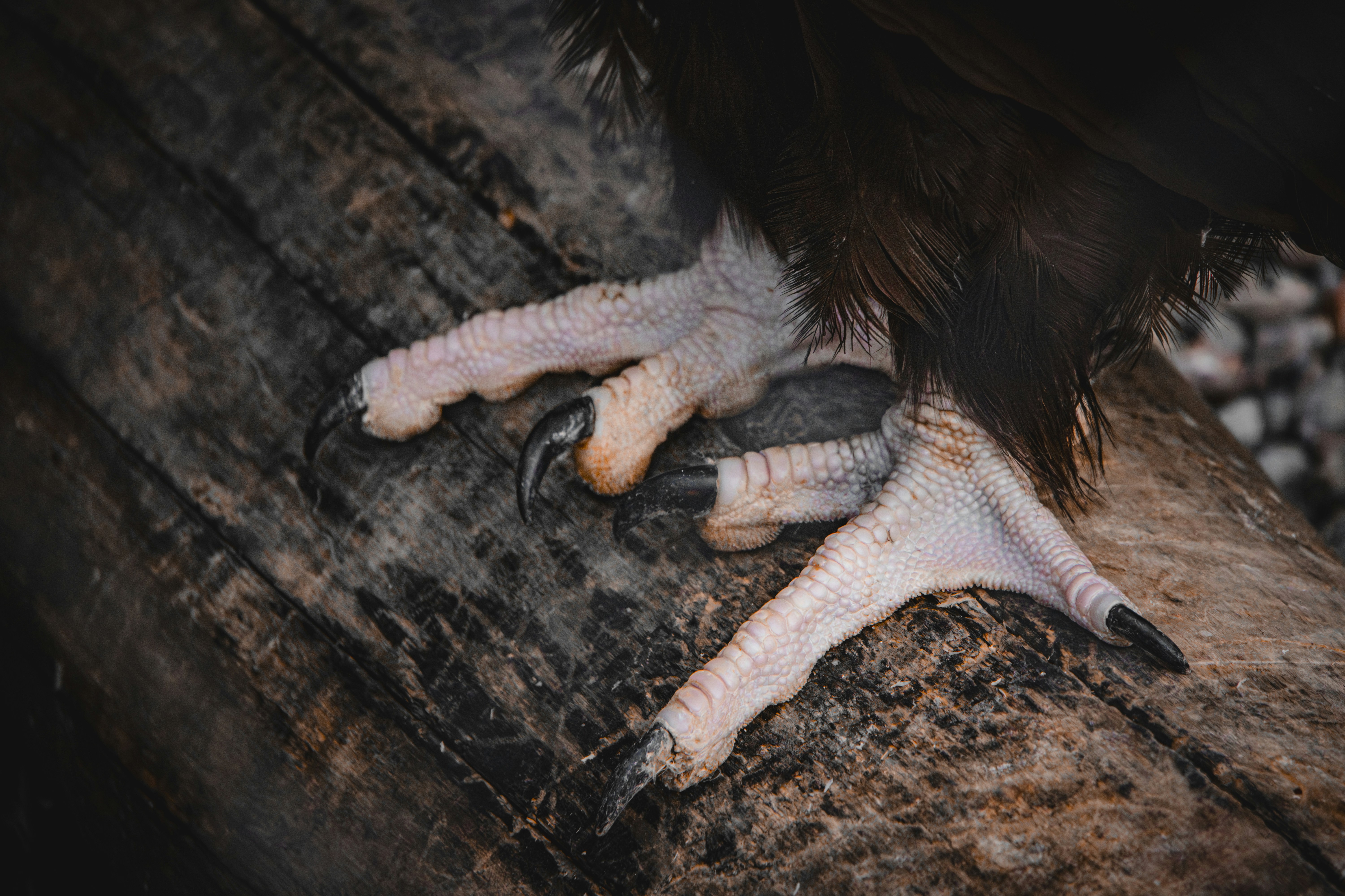 Clawed Pause: Fine Details on a Bird's Feet Resting on Weathered Wood