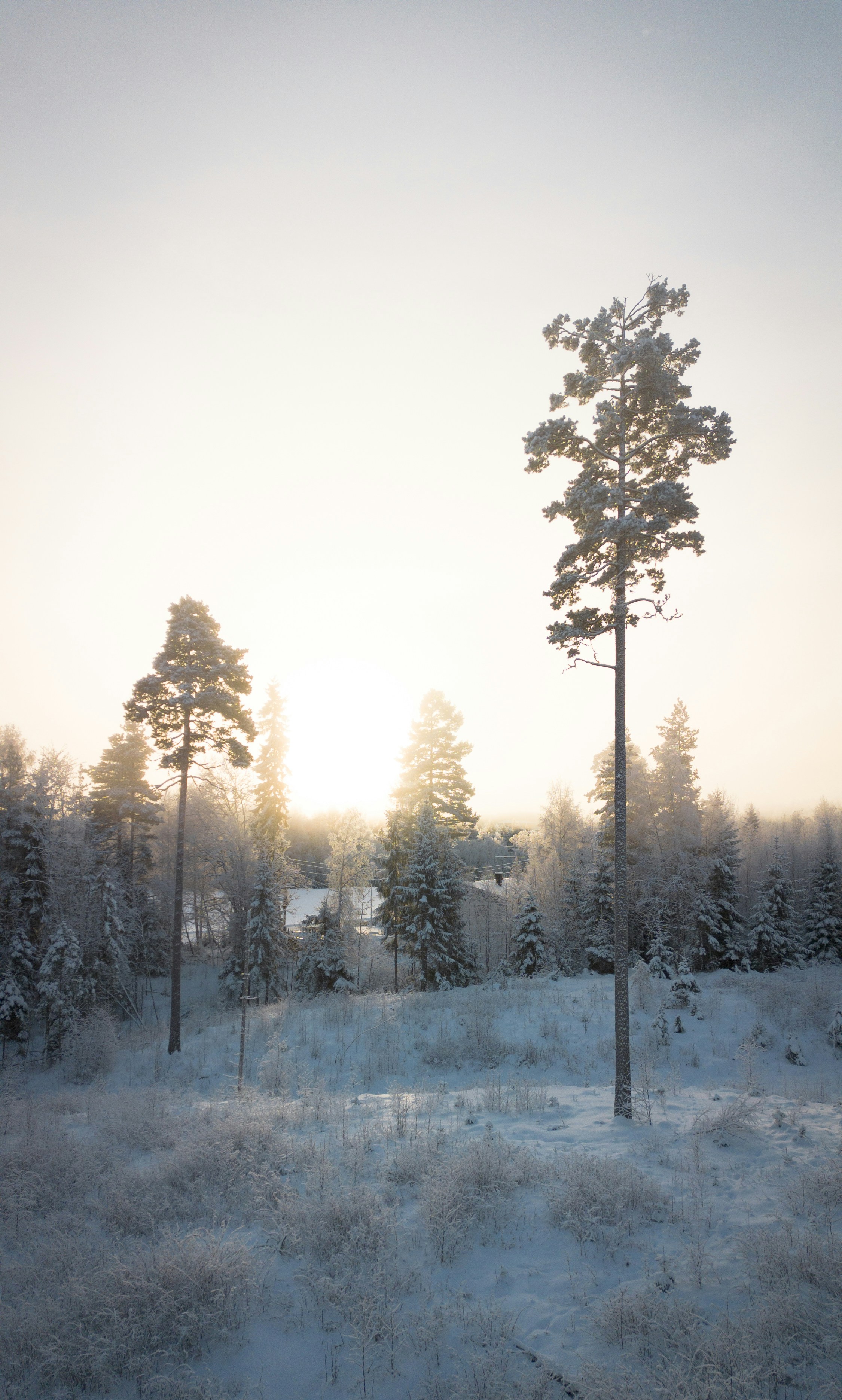 Two pine trees on foggy winter morning | A snow covered field with trees in the background