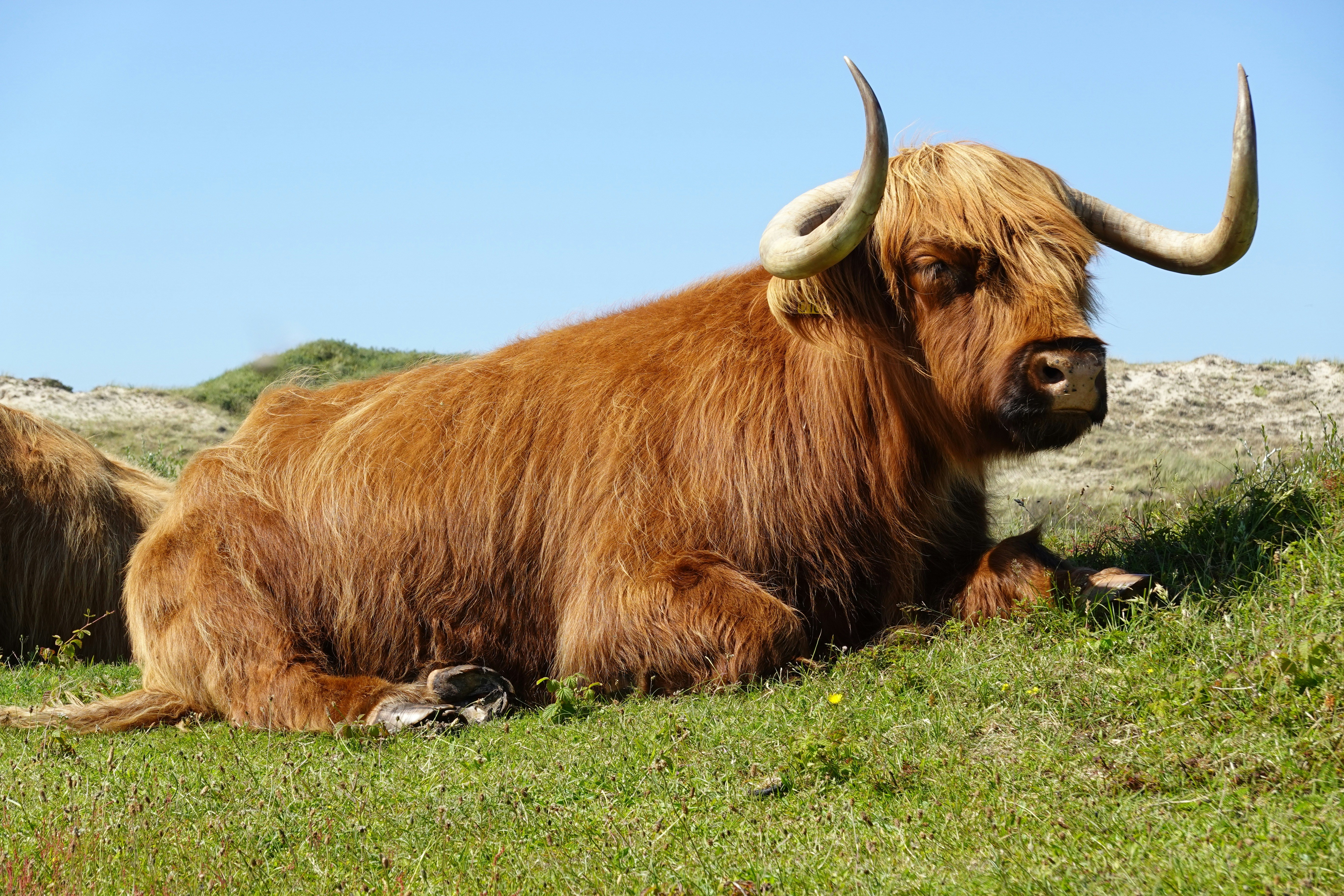 A long horn bull laying down in a field photo – Free Bull Image on Unsplash