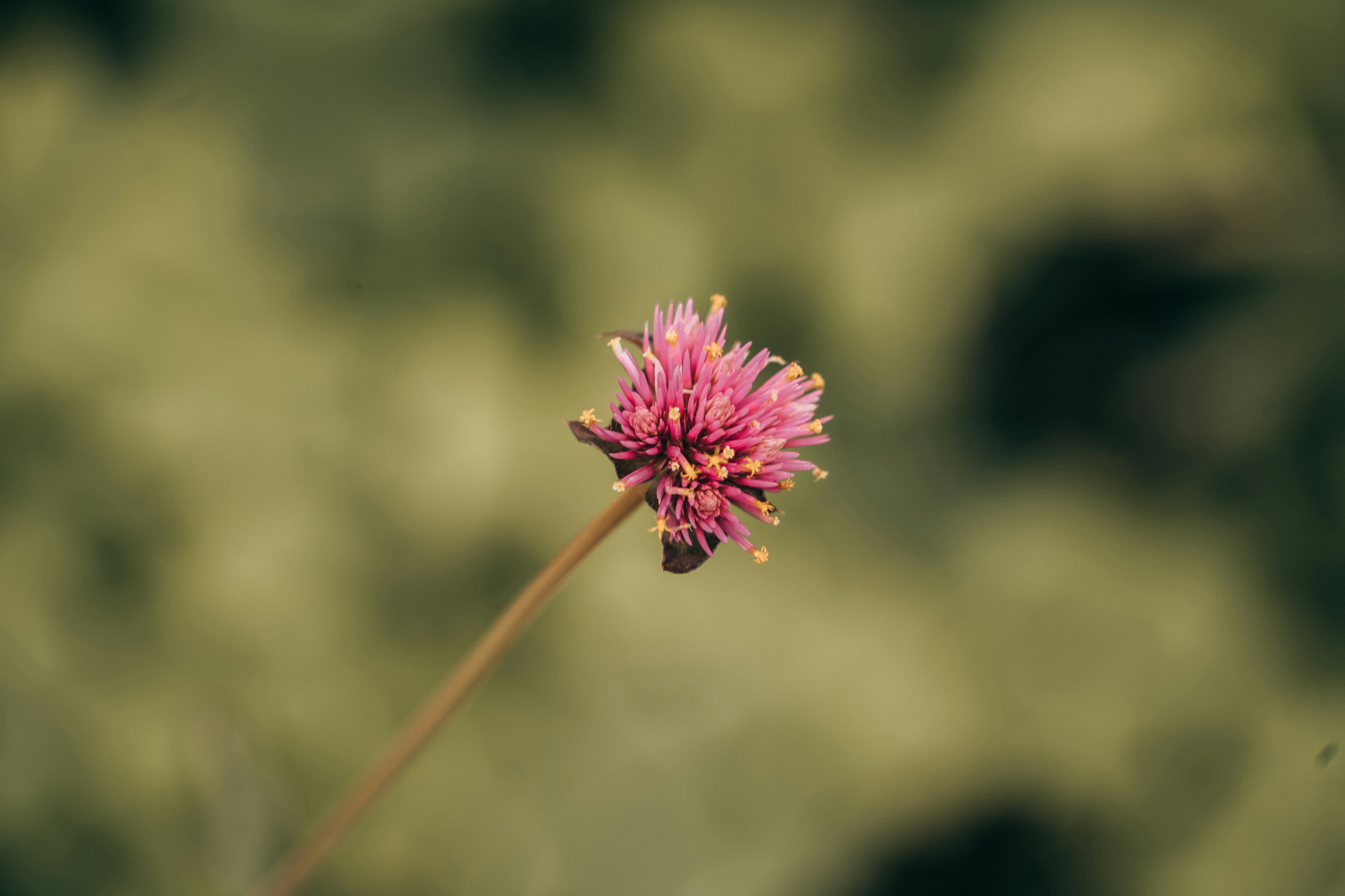 Photo by Hassan Anayi with Sony Alpha 7 III