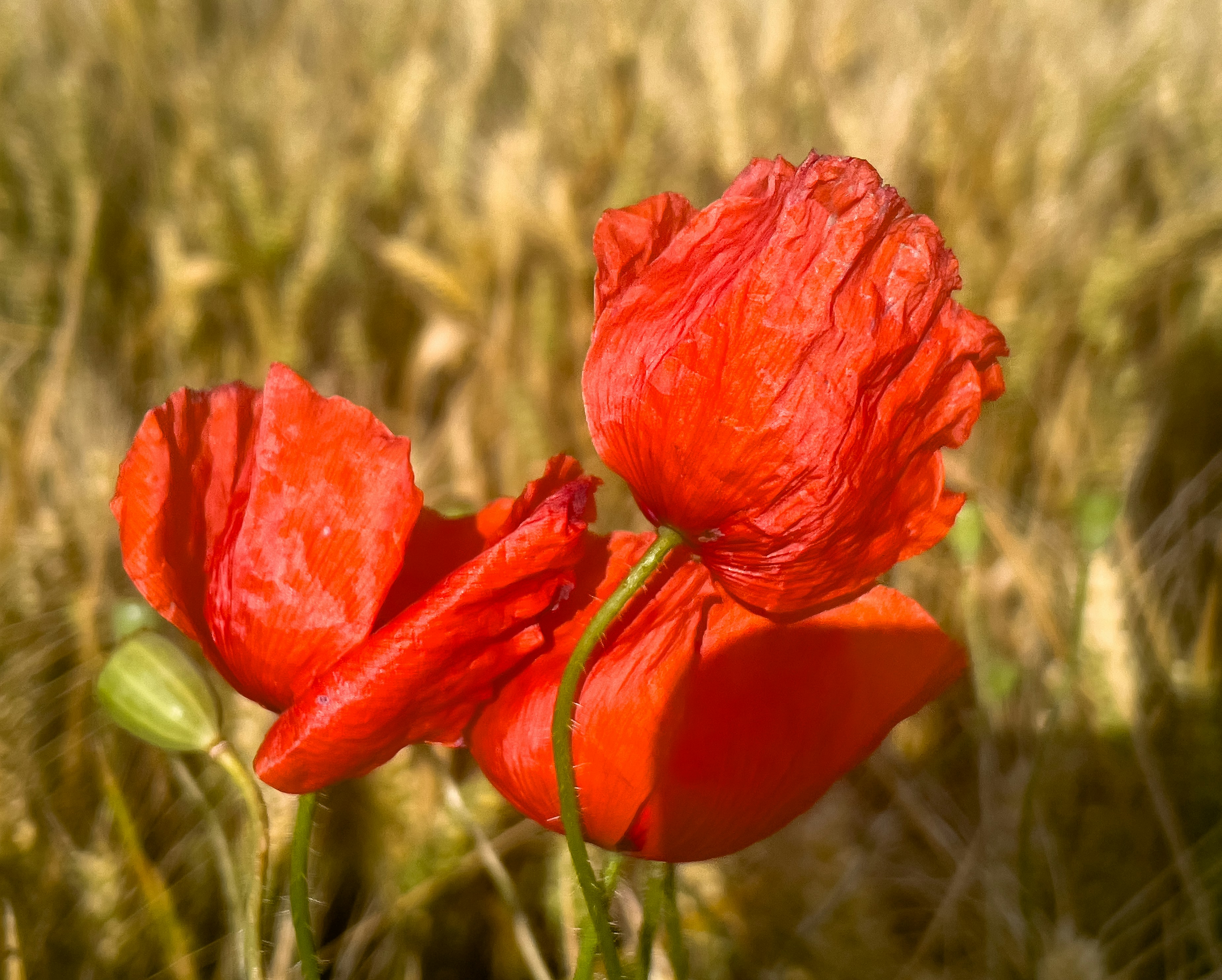 A close up of two red flowers in a field photo – Free Germany Image on ...