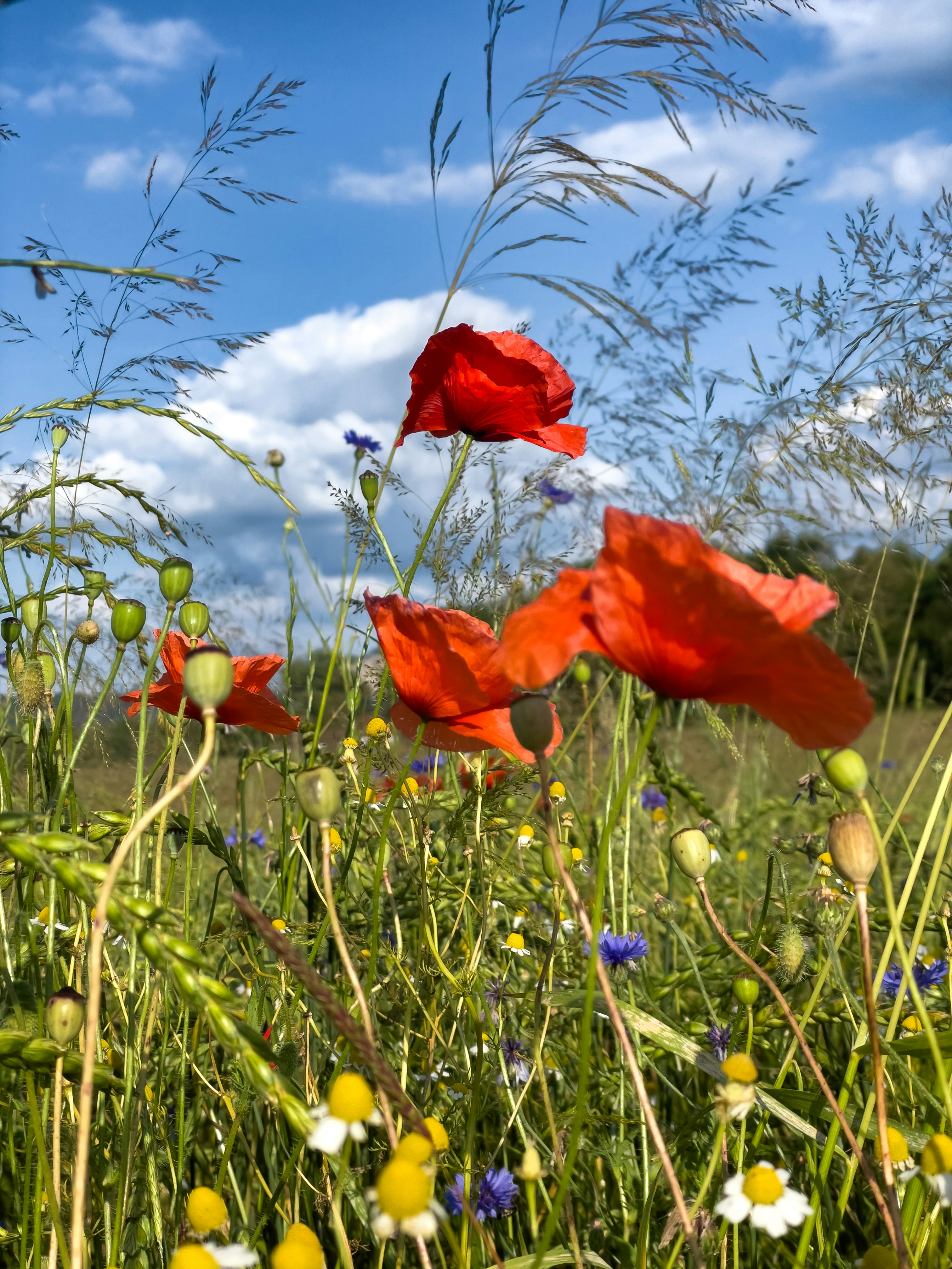 Crimson Poppies Rising Through Wild Grass Under a Cloud-Swept Blue Sky
