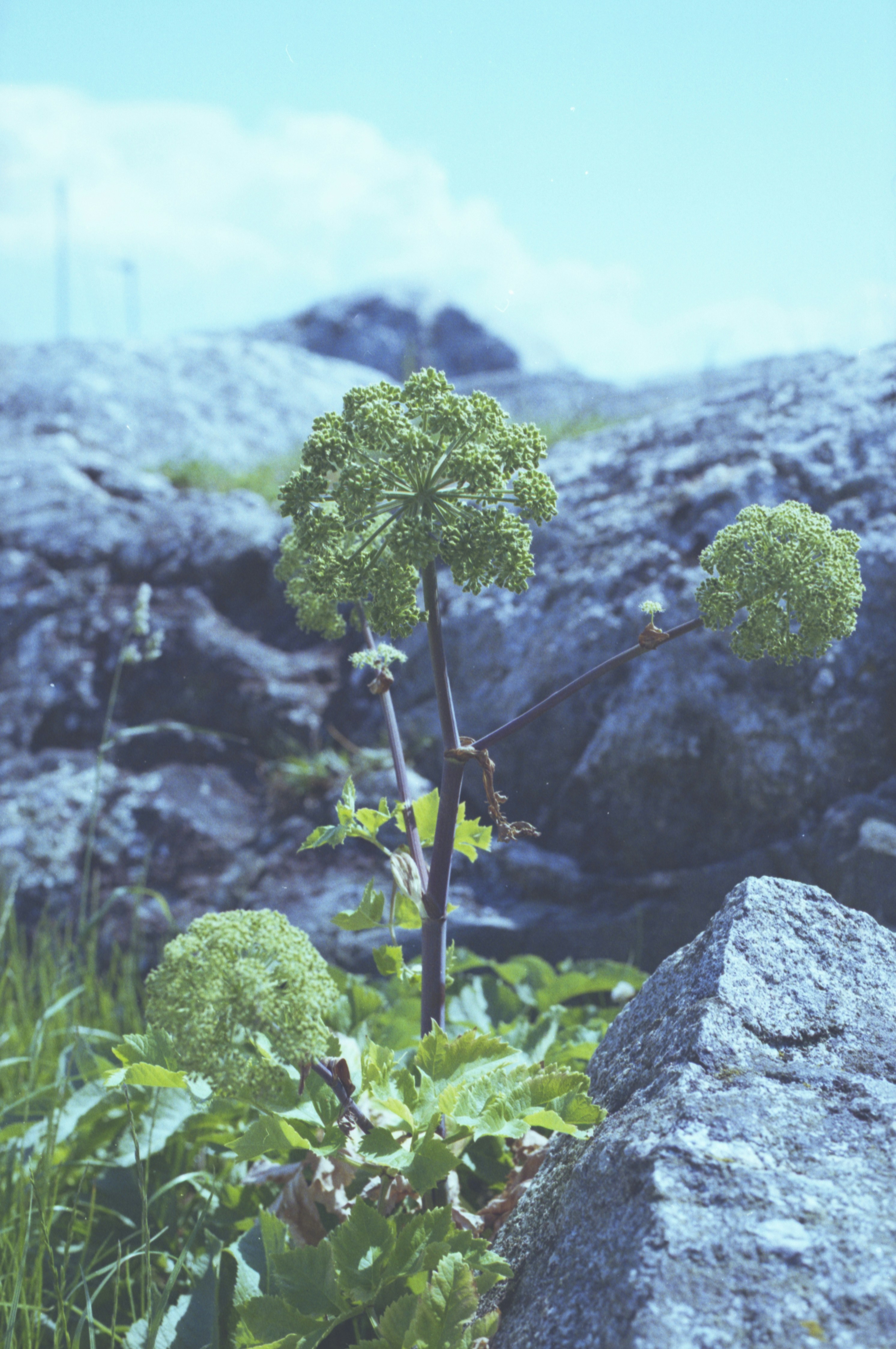 Emerald Umbels Against Craggy Granite in a Quiet Alpine Moment