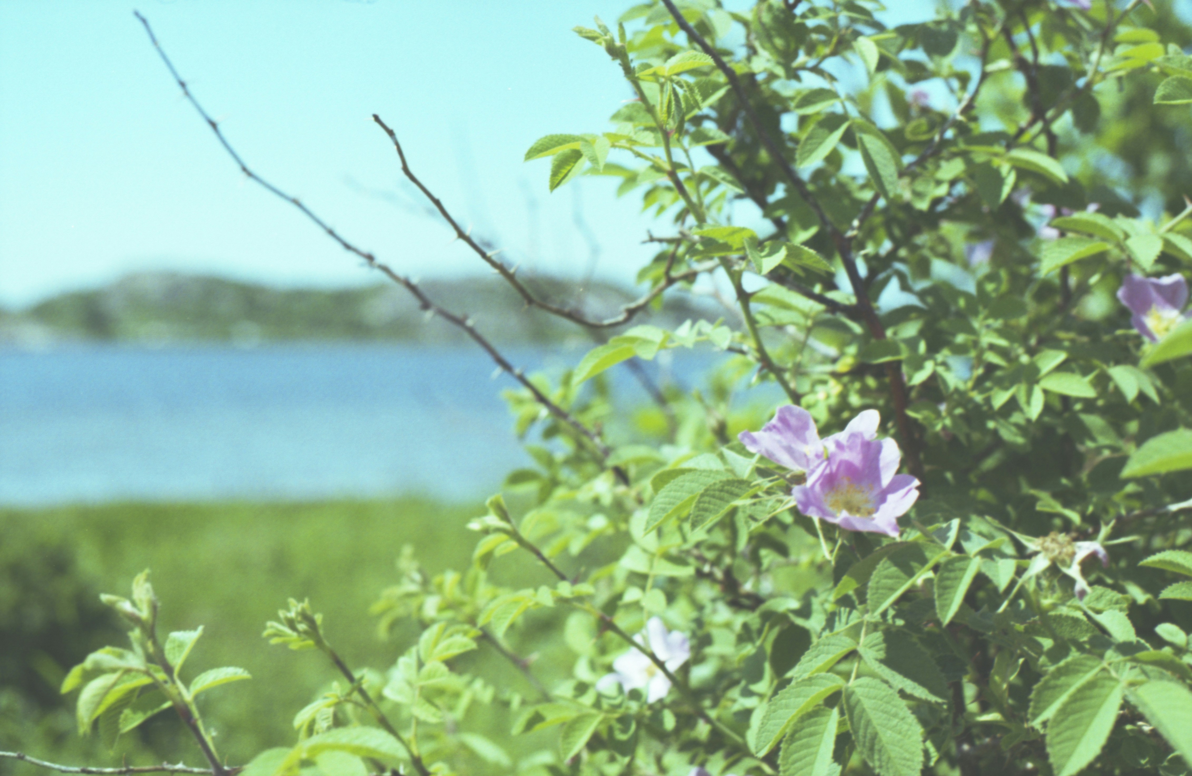Soft-focus scene of a flowering bush in the foreground with a turquoise lake and distant shore in the background, conveying a serene outdoor moment.