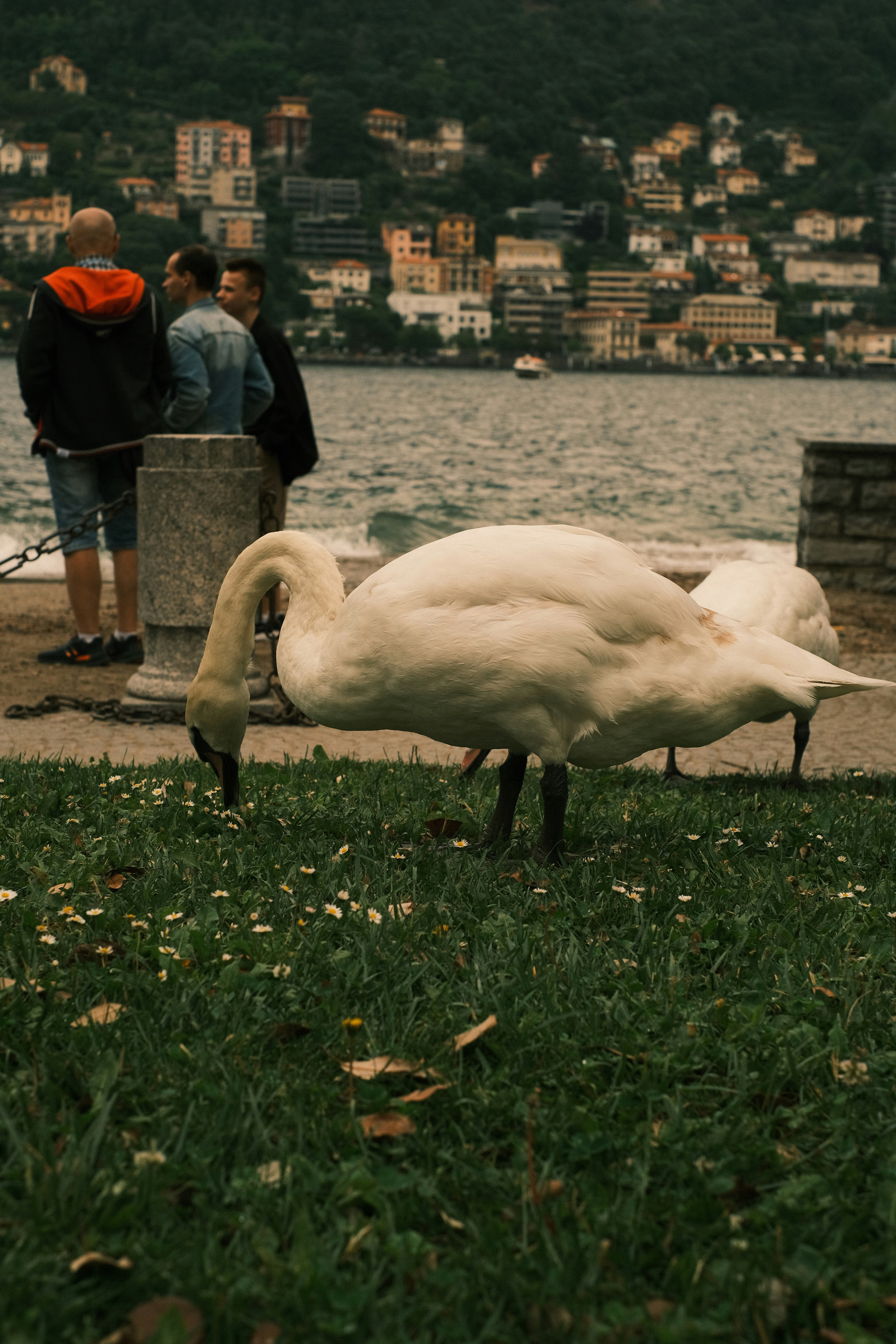 Two Swans by the Lakefront, with a Hillside Town in the Distance