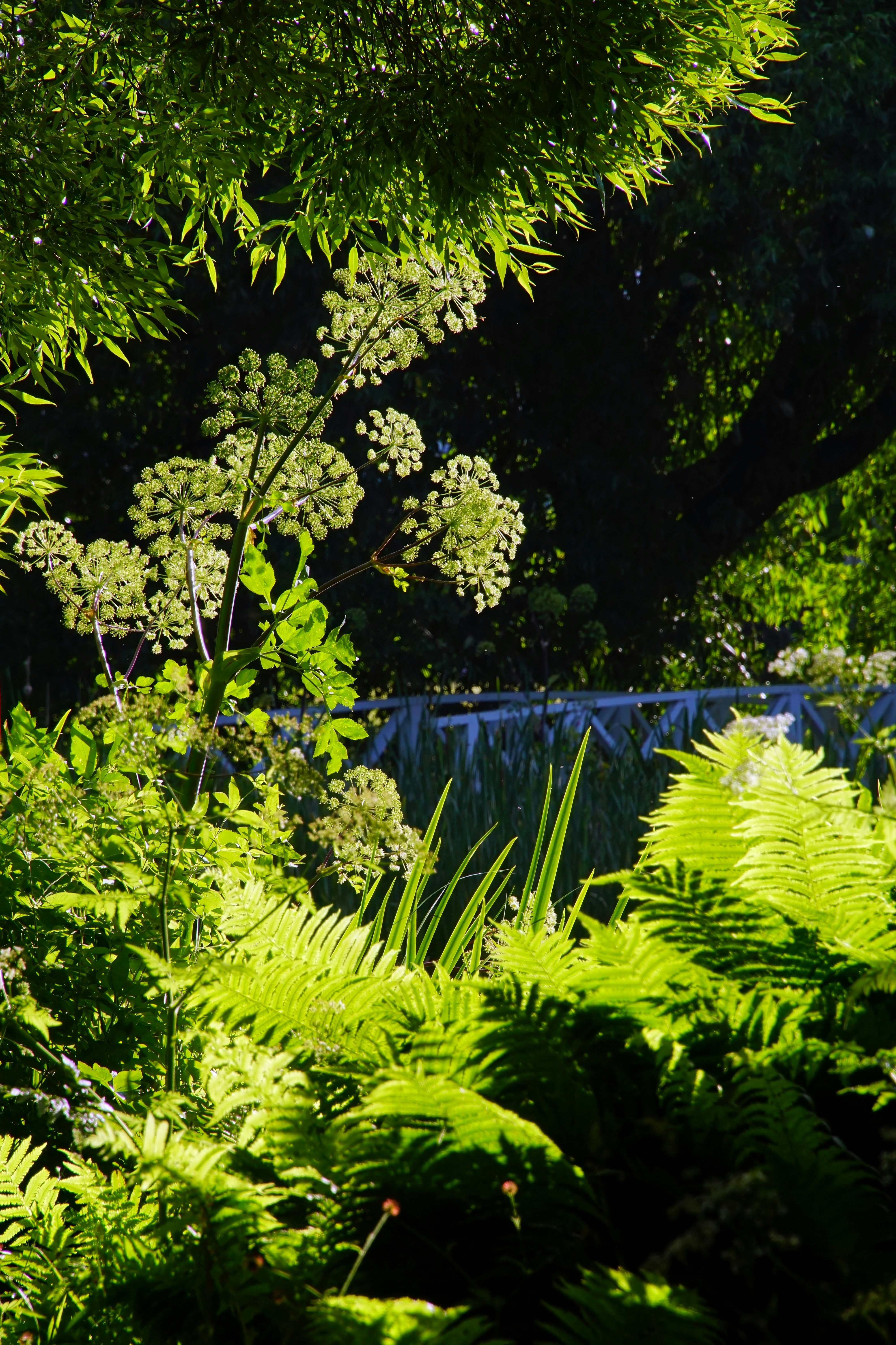 Different green plants in the morning light in front of a white wooden bridge in Helsinki, Finland.