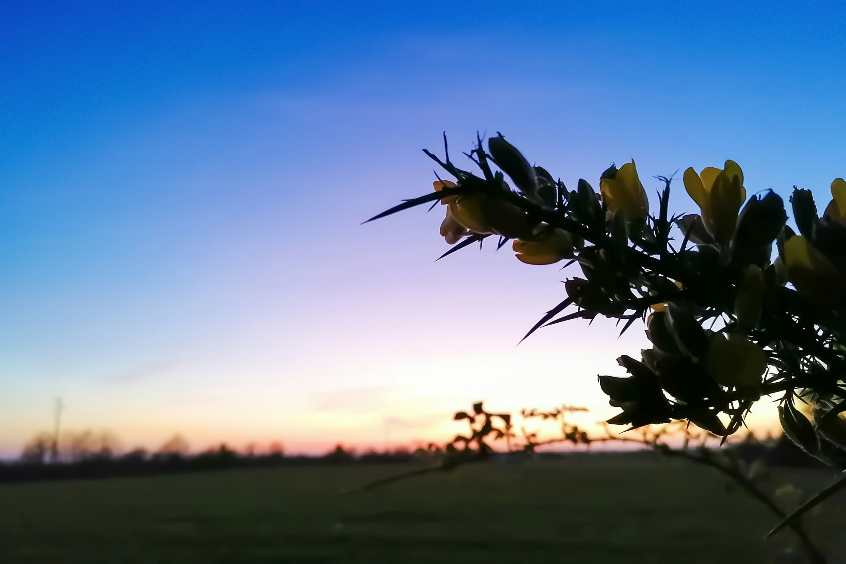 Silhouetted branch with blossoms against a pastel sunset over a distant field, capturing a tranquil, wide-angle landscape scene.