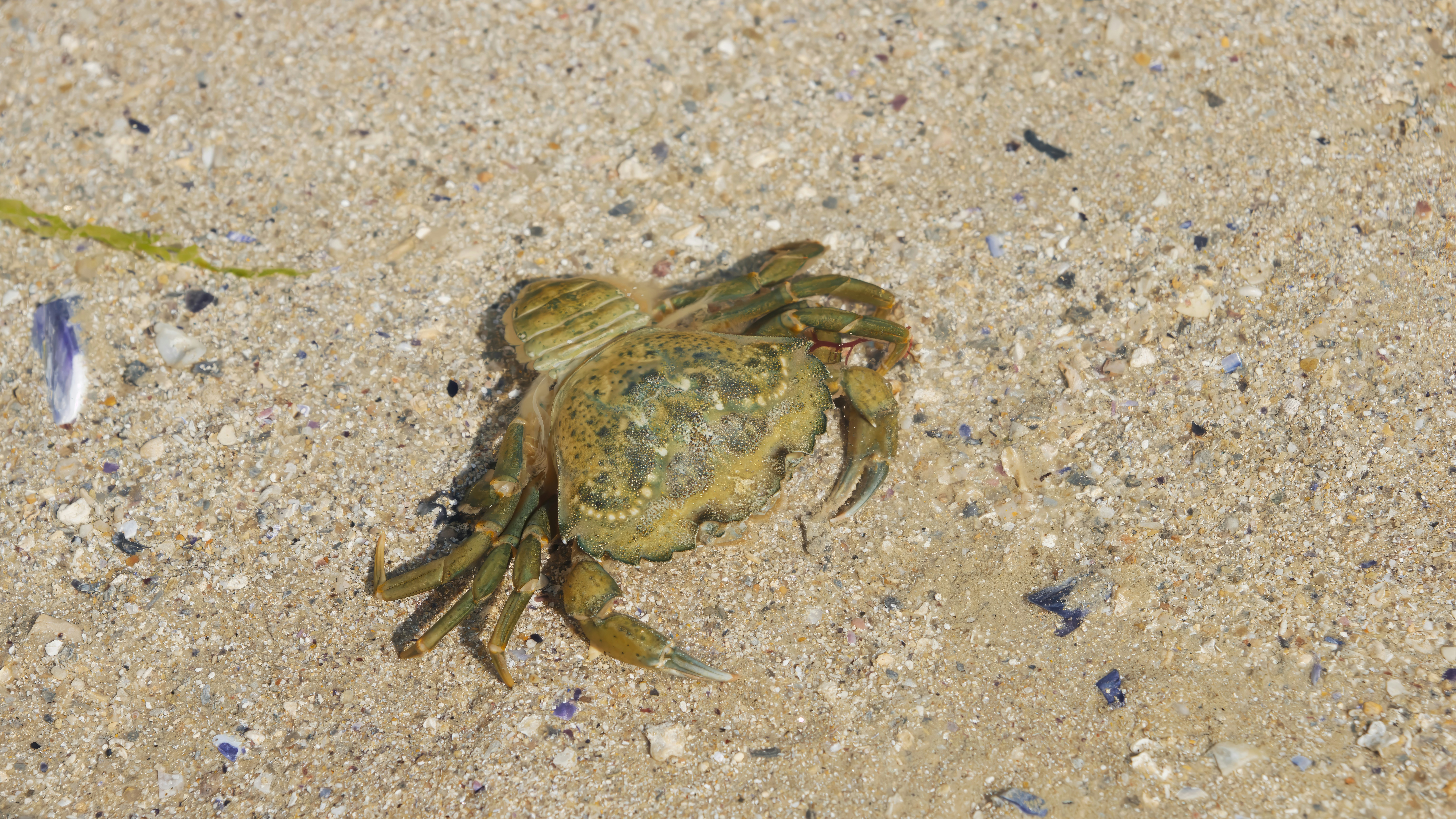 Emerald Shore Crab on Sun-Warmed Sand: A Quiet Coastal Moment