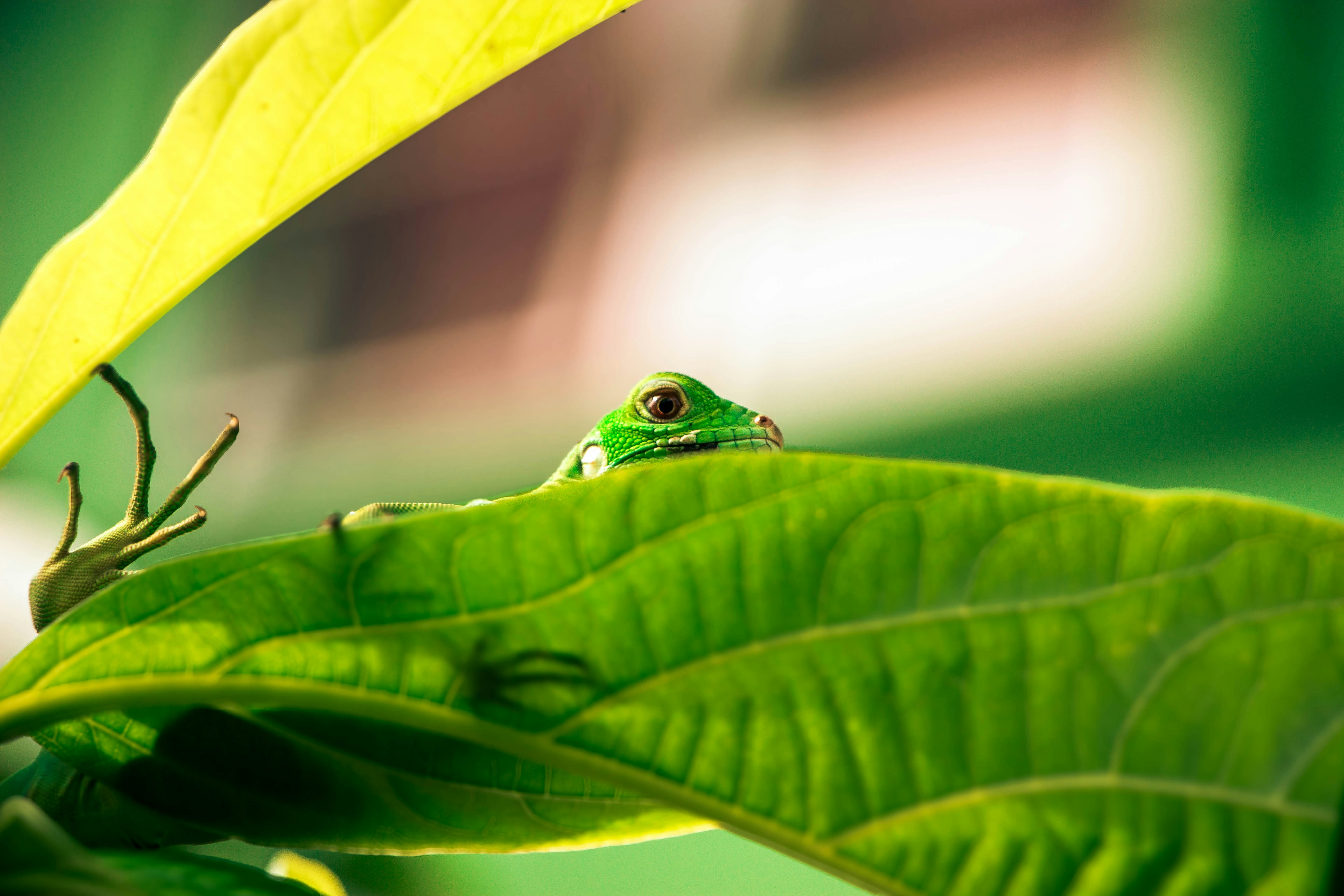 Photo by Anton Acosta with Canon EOS 650D