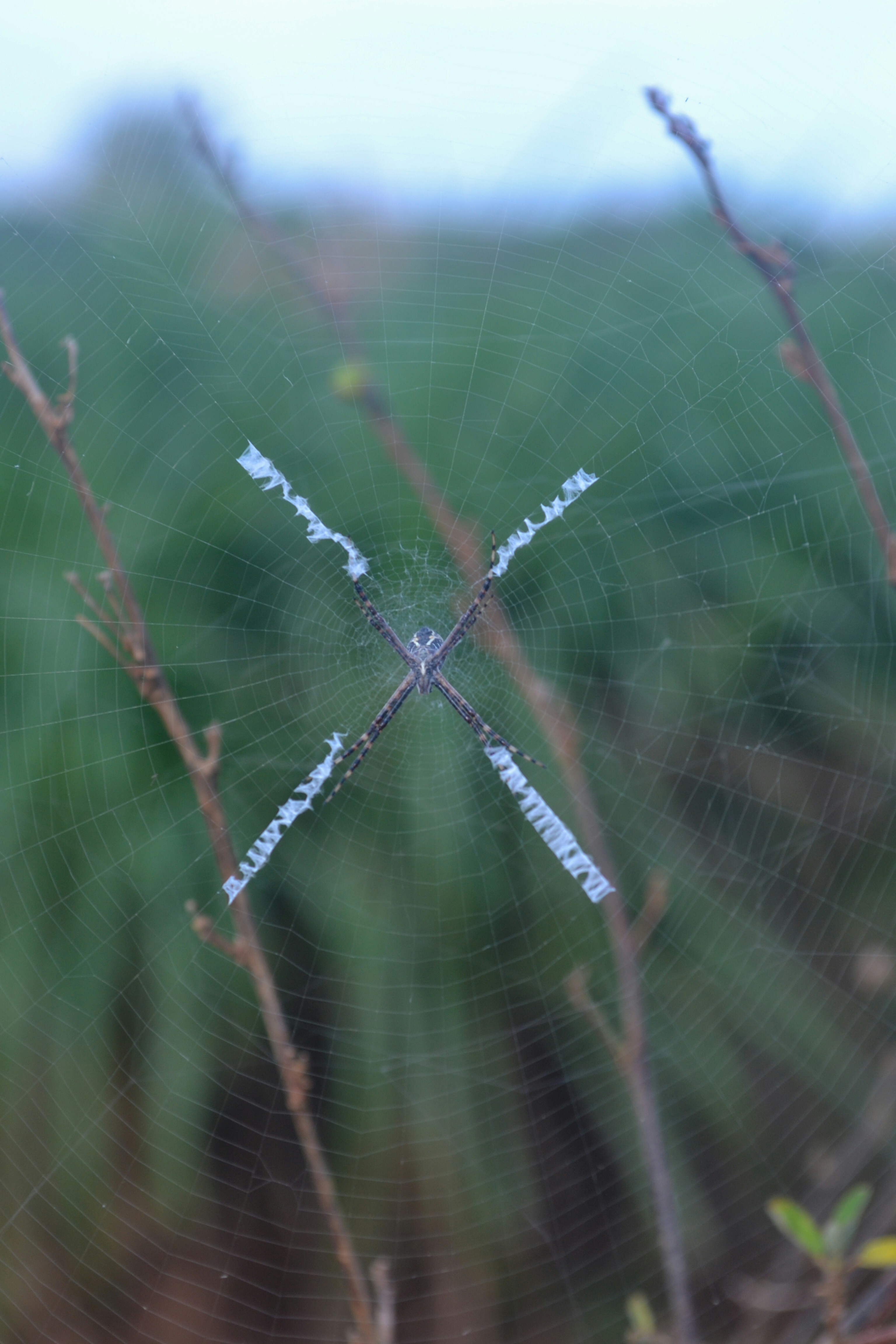 Centered Spider Web in a Quiet Meadow