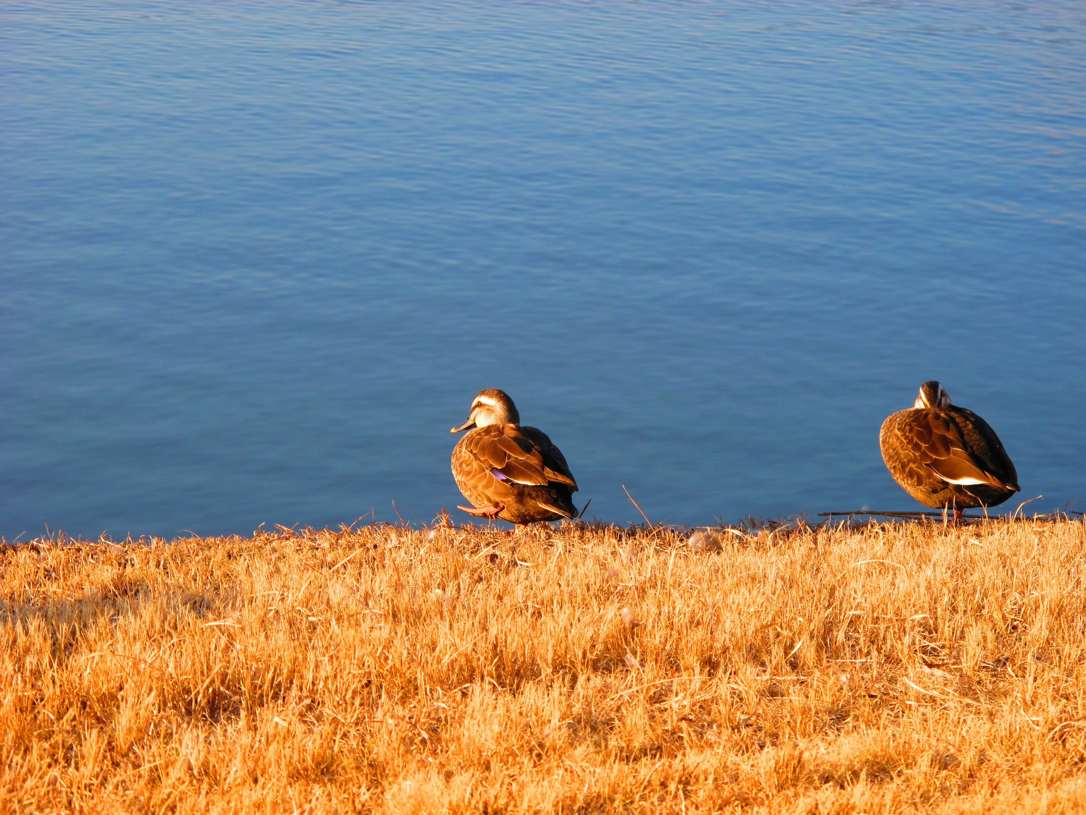 Golden Shoreline Duo: Two Birds Poised Along a Calm Blue Inlet