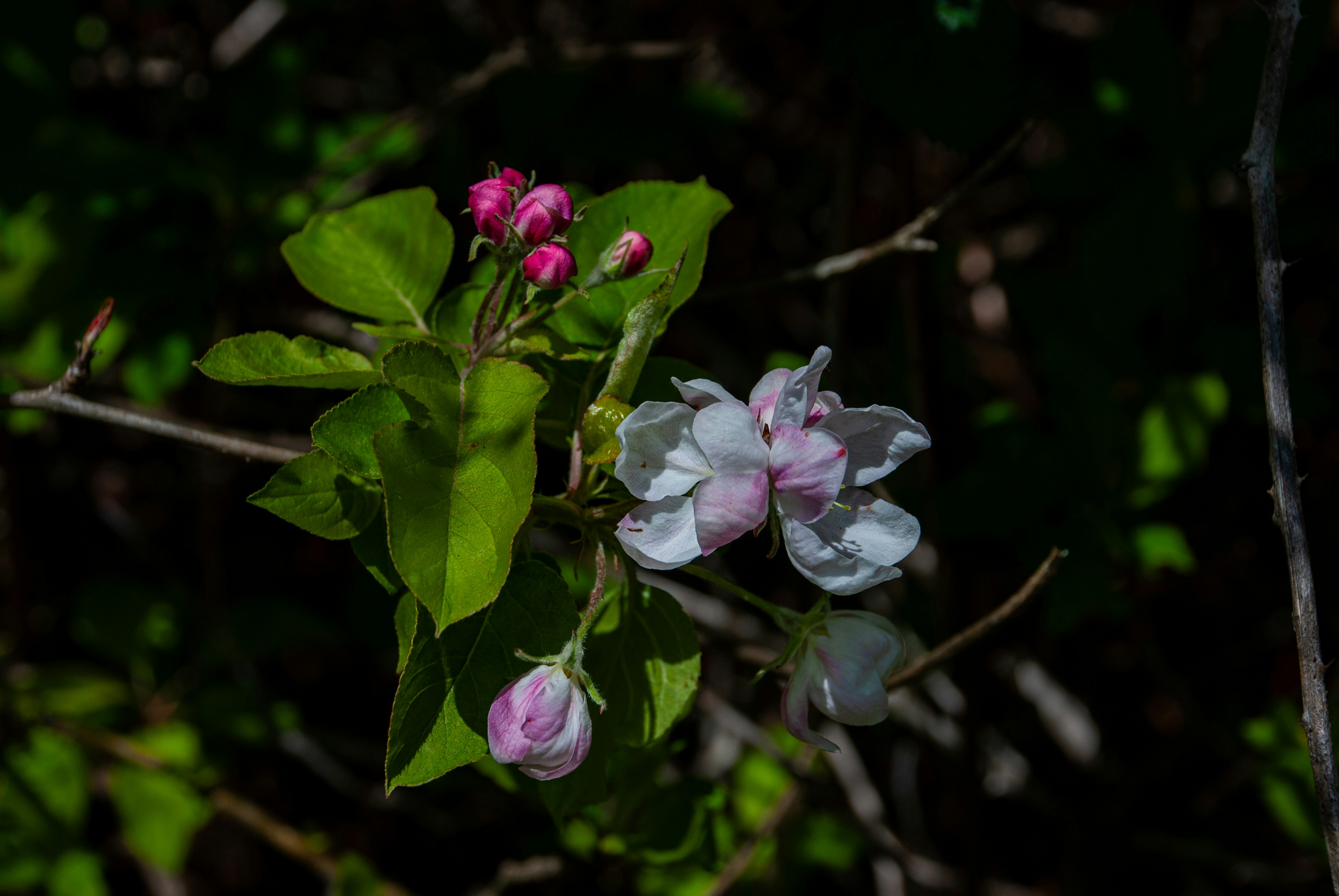 Pink Buds and White Bloom on a Sunlit Branch