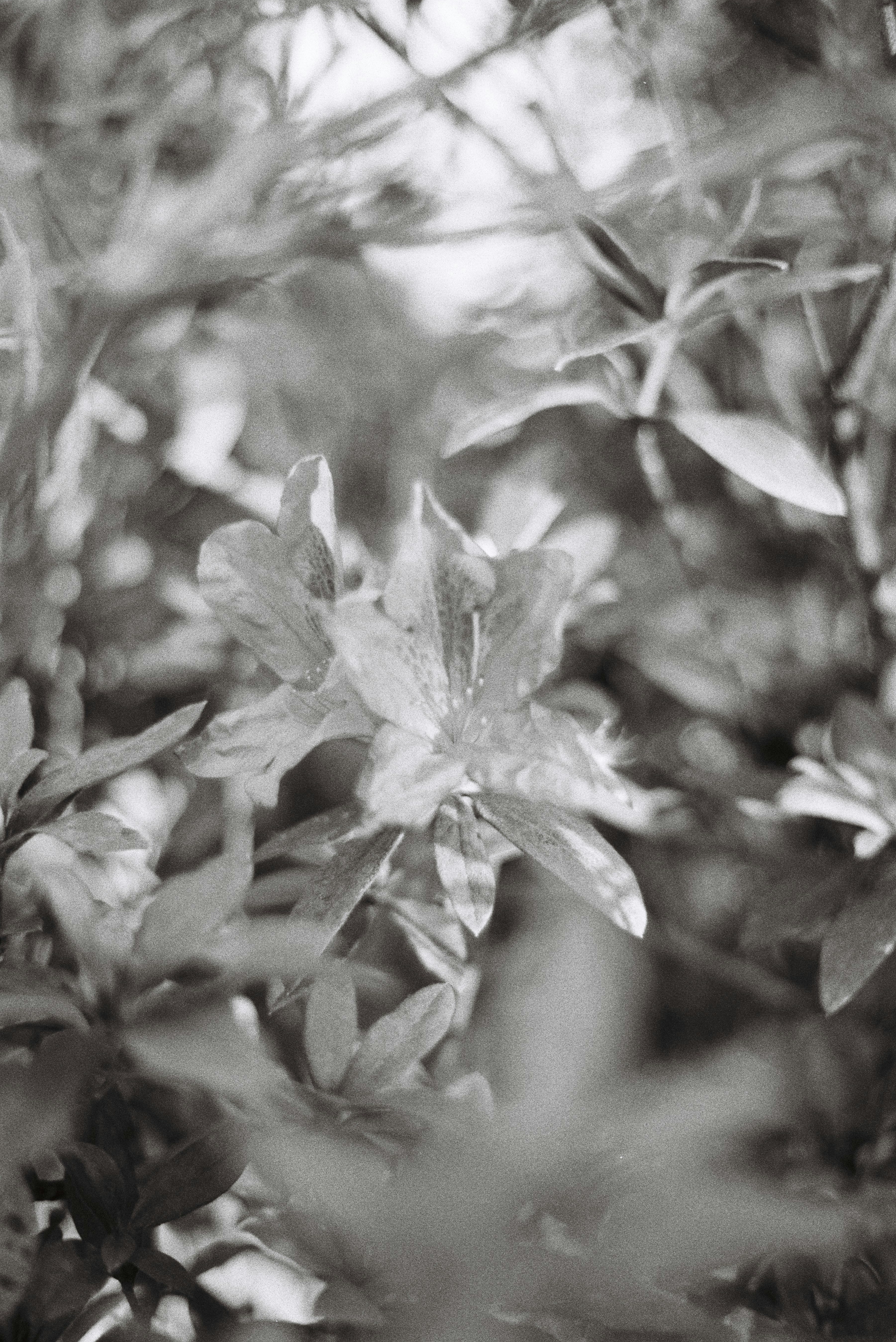 Quiet Understory: A grayscale close-up leaf portrait in soft focus