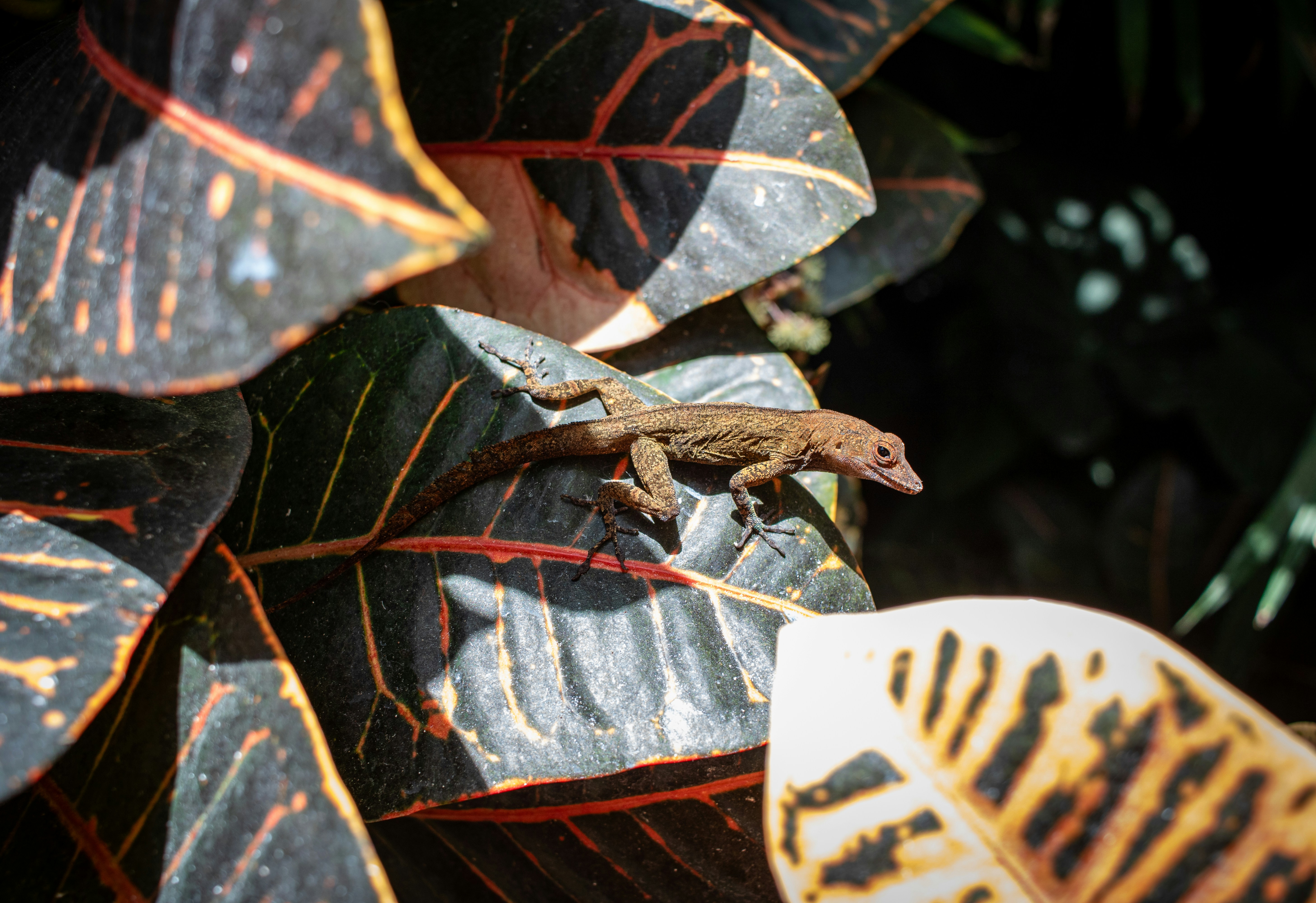 Camouflaged Trek: Tiny Gecko Across Veined Foliage