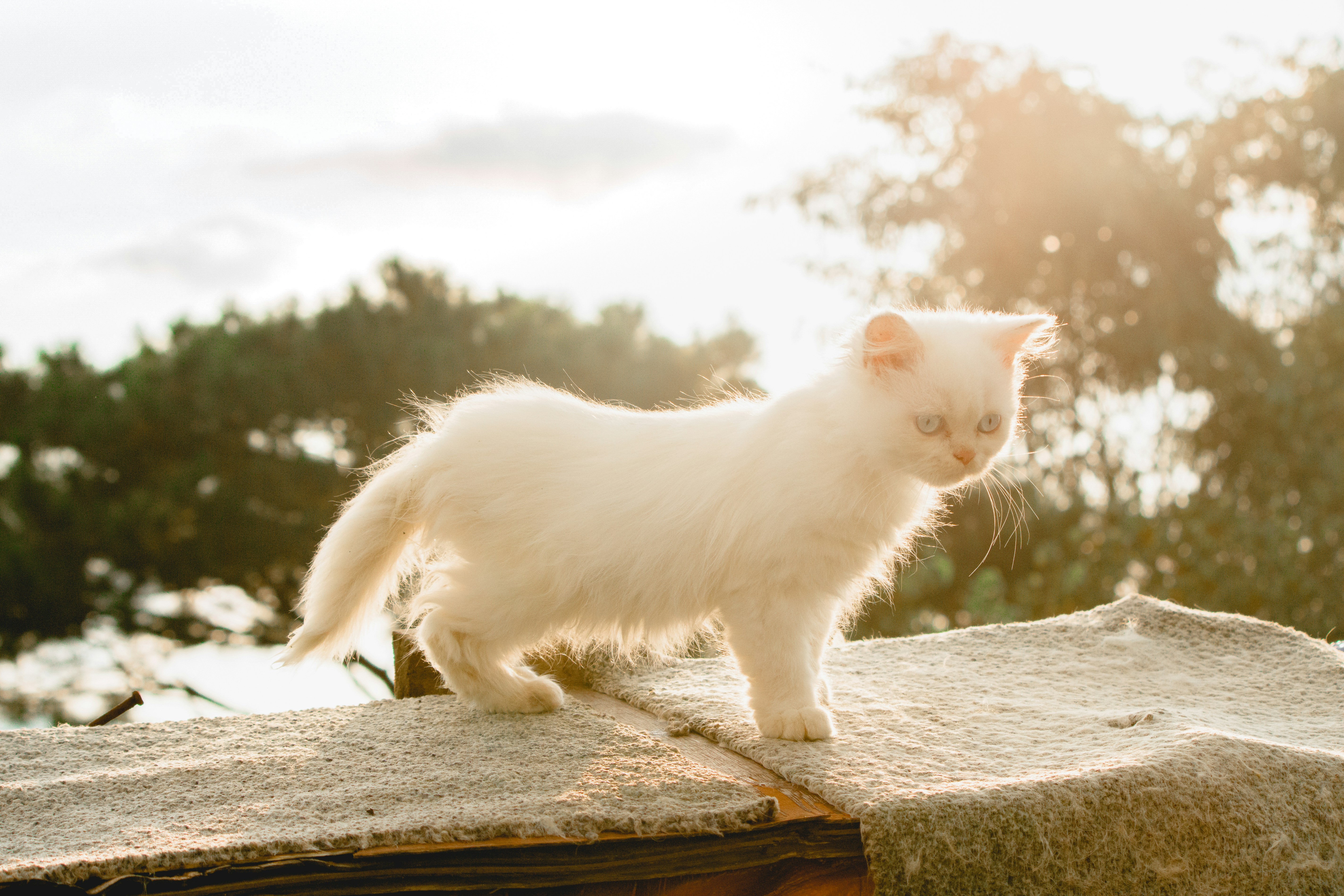 Dawn Glow: A Cream Kitten on a Weathered Log