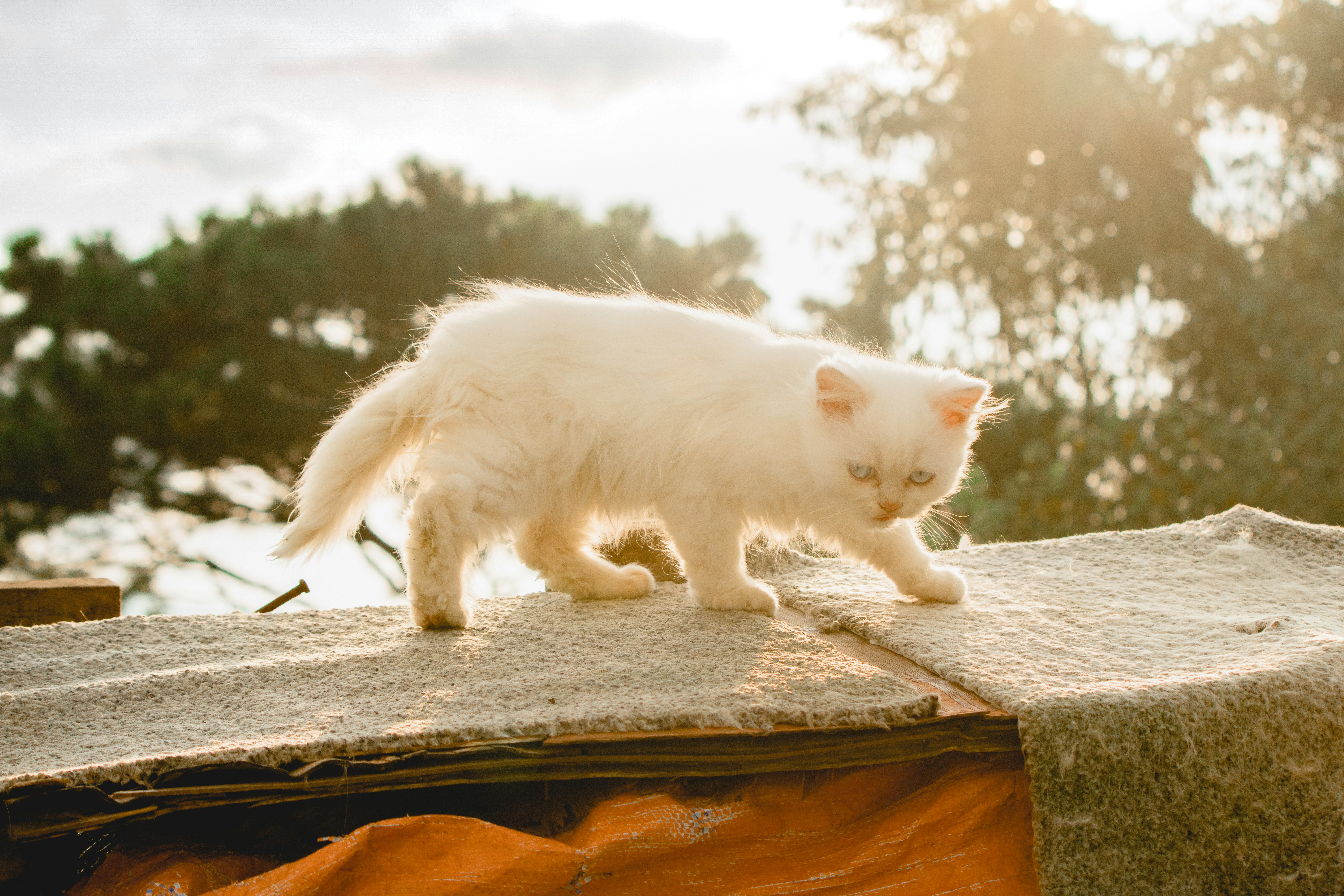 Sunlit Curiosity: A White Kitten on a Weathered Rooftop