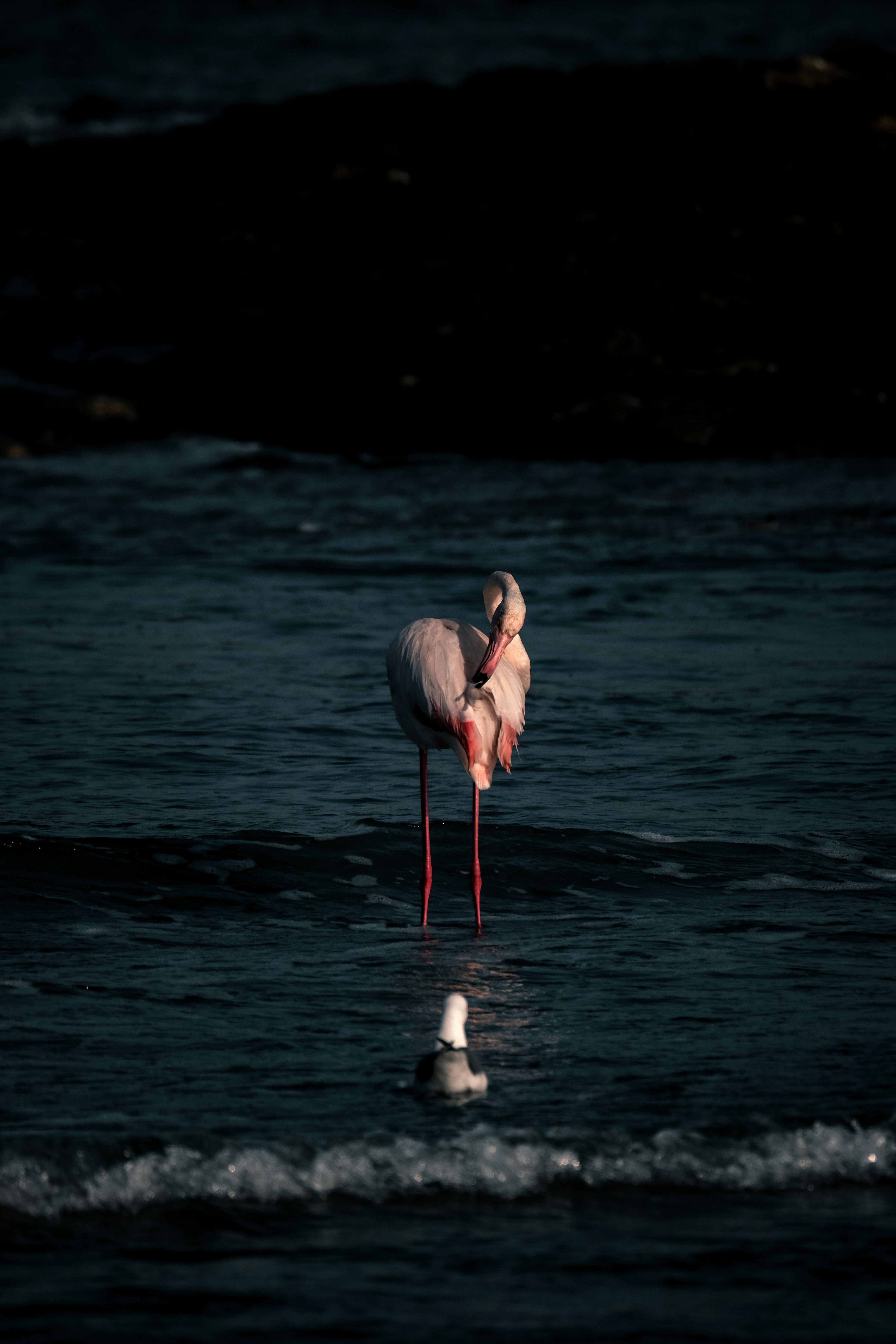 Night Tide Sentinel: Flamingo in Moonlit Water