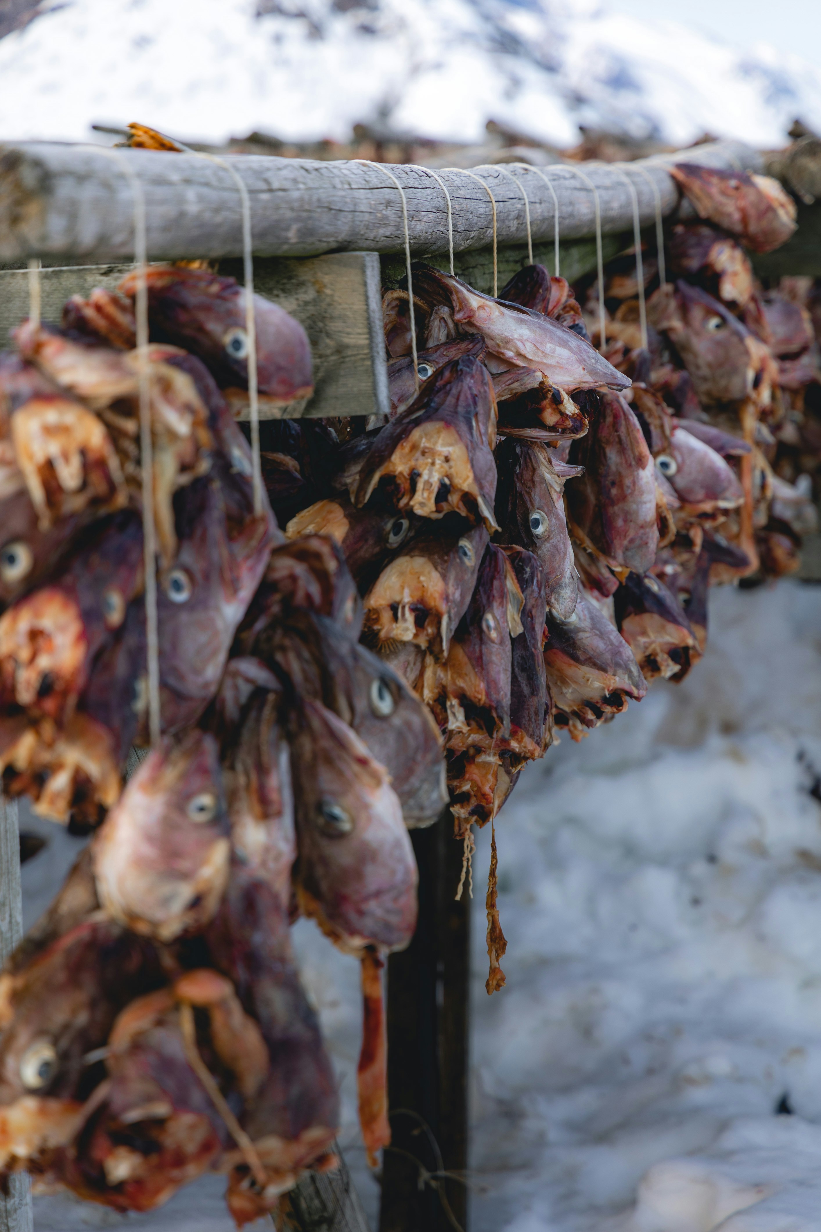 A bunch of dead fish hanging from a rack photo – Free Food Image on ...