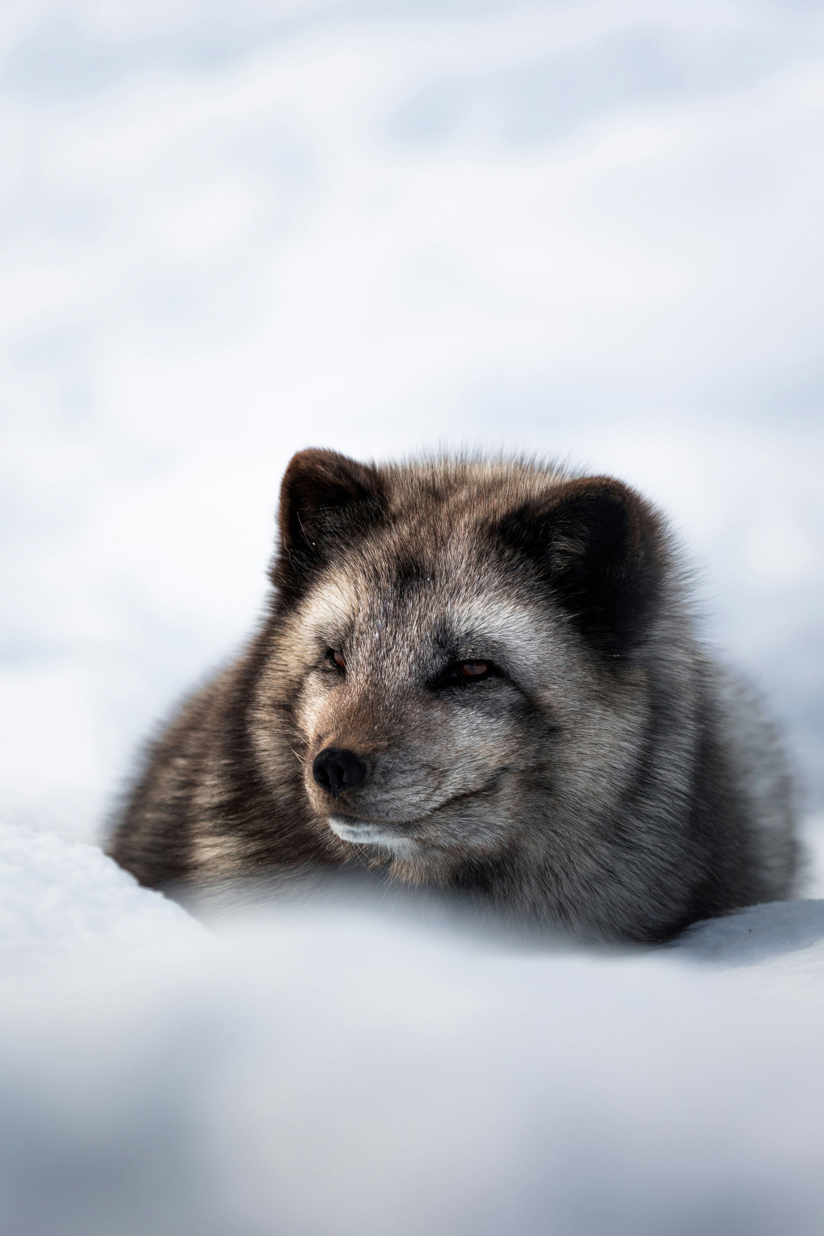 Snowbound Canid: A Quiet Moment in Frosty Silence