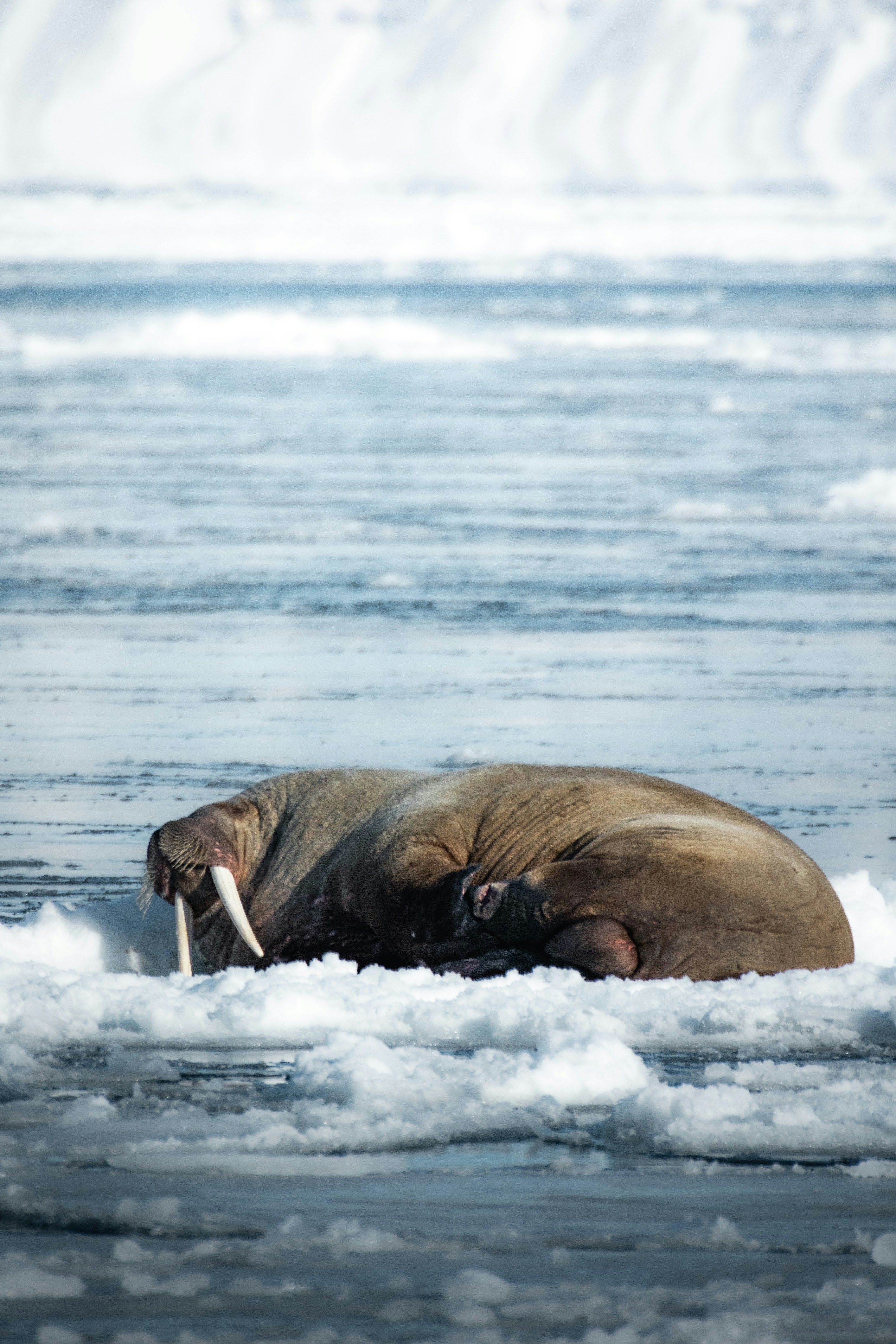 Tusked Sentinel on Fractured Ice: a Walrus Reposes Among Arctic Quiet