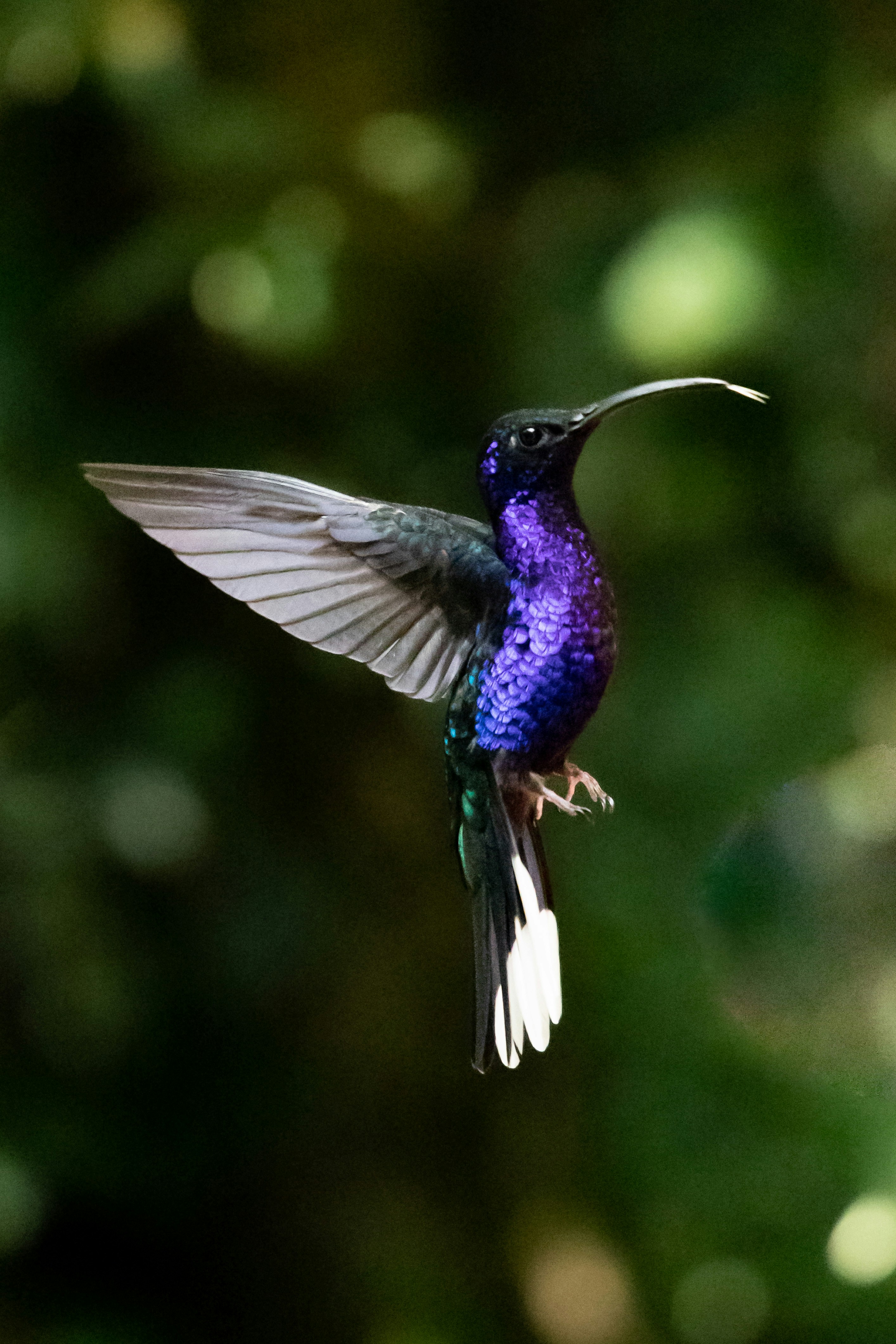 Iridescent Violet Hover: A Hummingbird Suspended in Forest Light