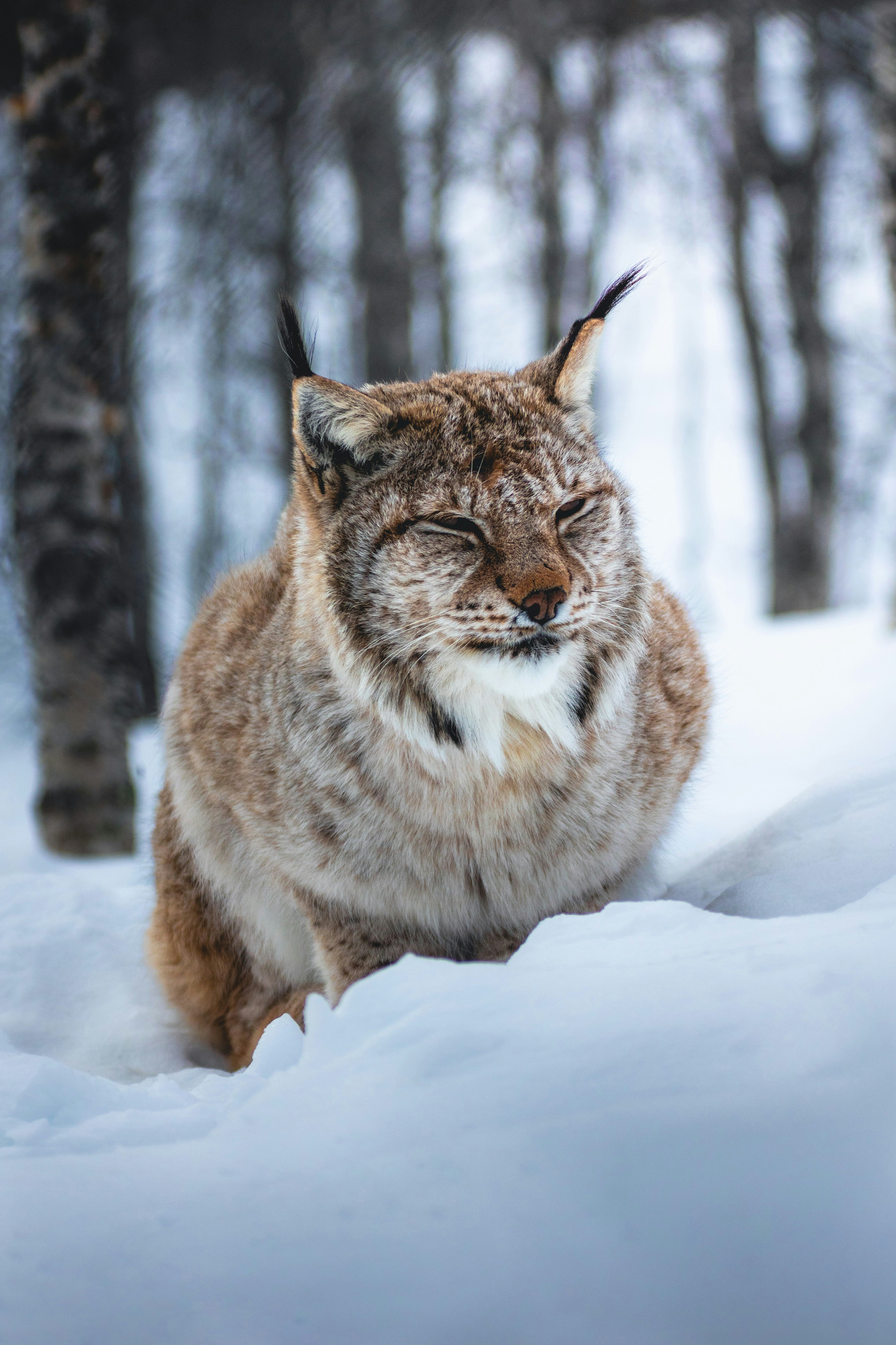 Snowbound Lynx: Quiet Gaze Through Frosted Pines