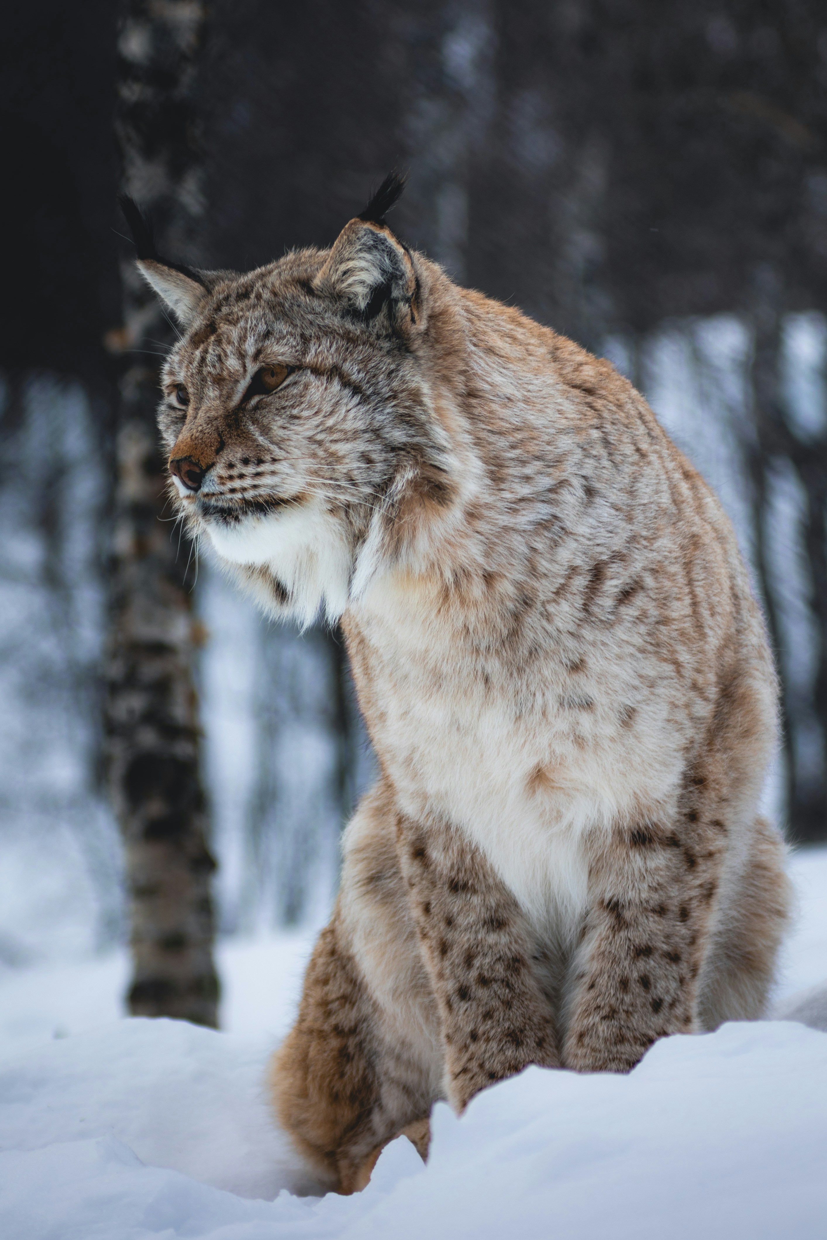 A lynx standing in the snow in front of some trees photo – Free Animal ...