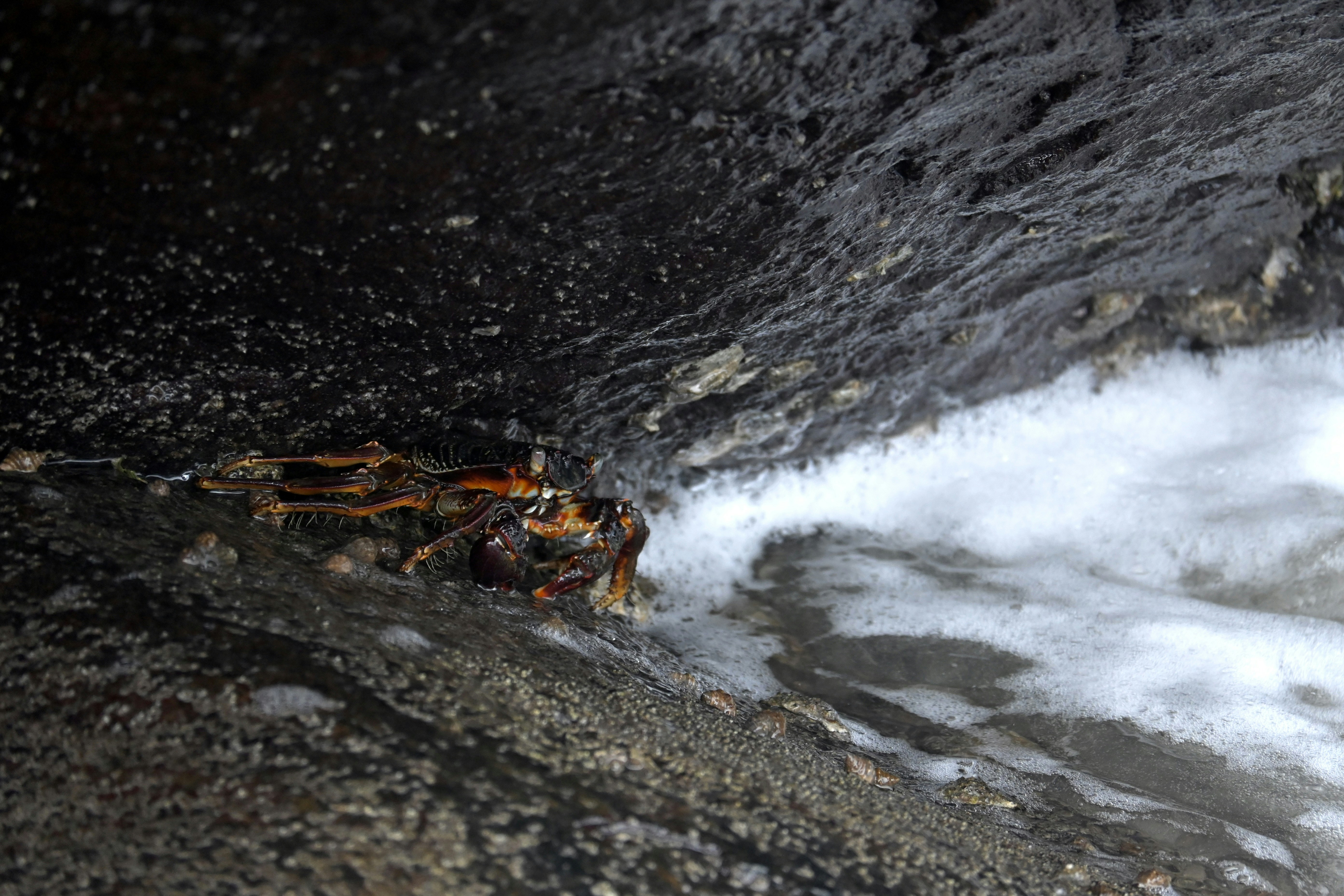 Crimson Interloper: A Red Crab Cresting the Foamy Edge