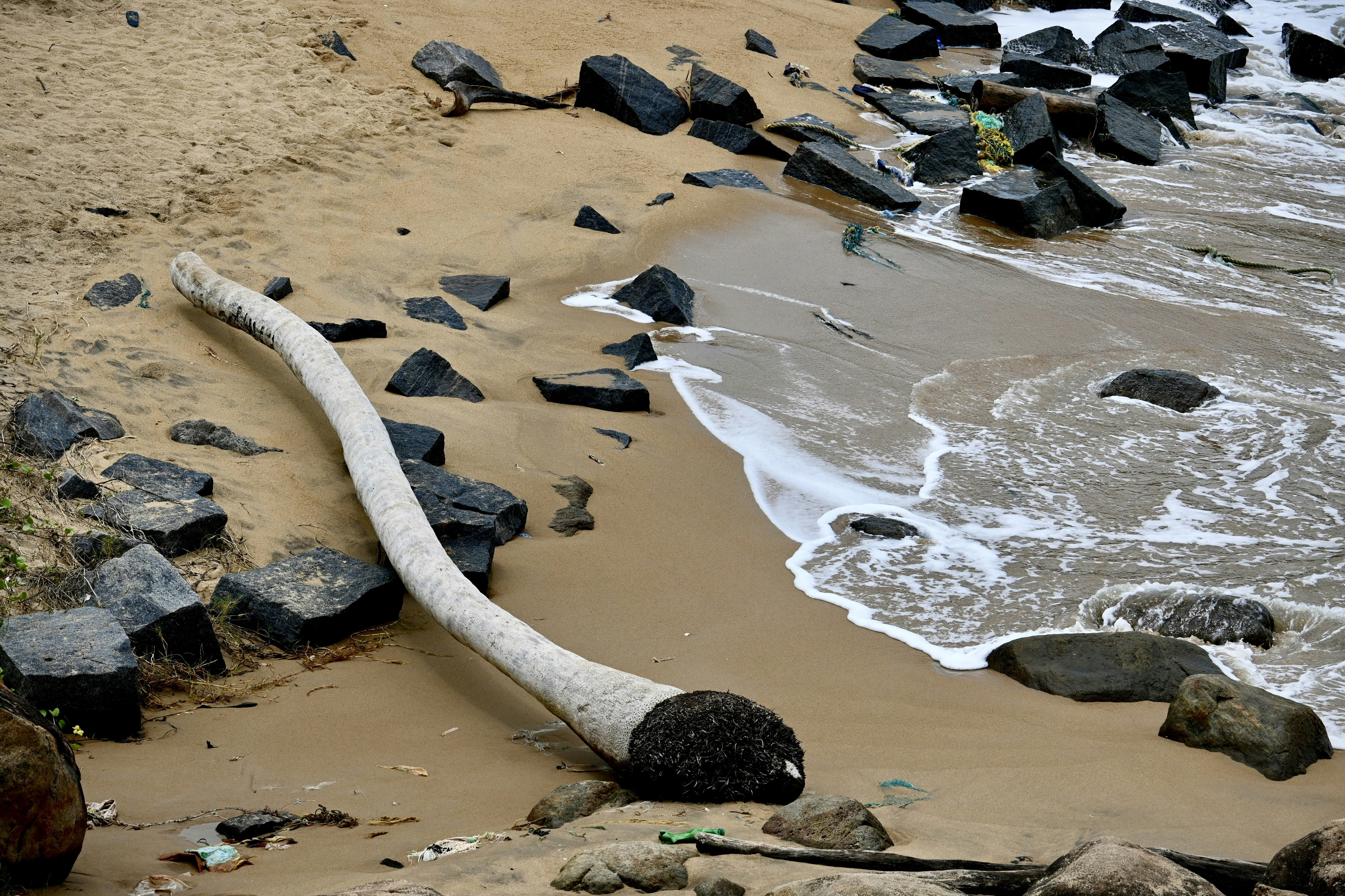 Fallen coconut tree, rocks, sandy beaches and blue sea. Shot from Chembirika beach. Shot from Kasaragod in Kerala, India.