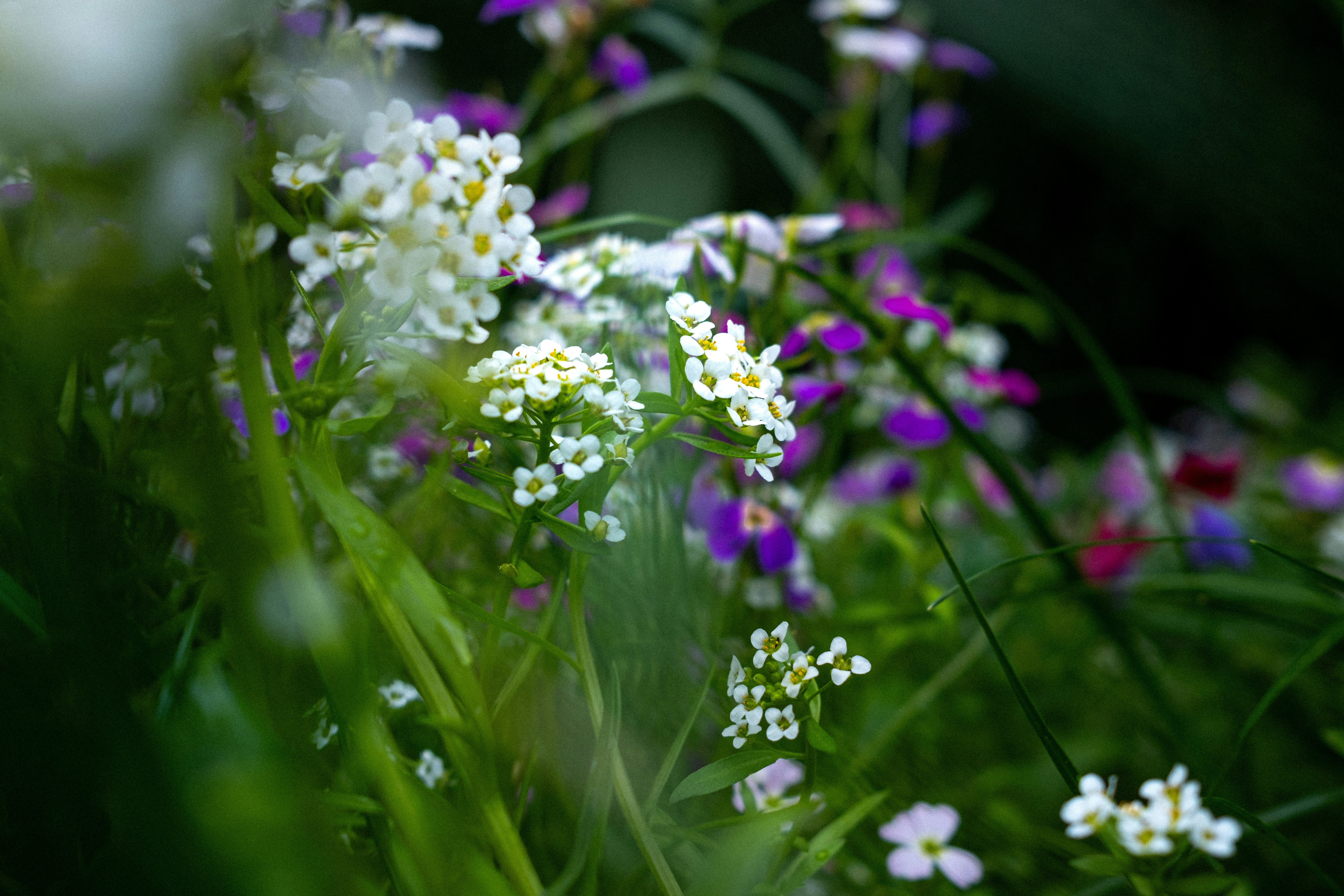 Delicate white clusters amid a meadow of violet and green