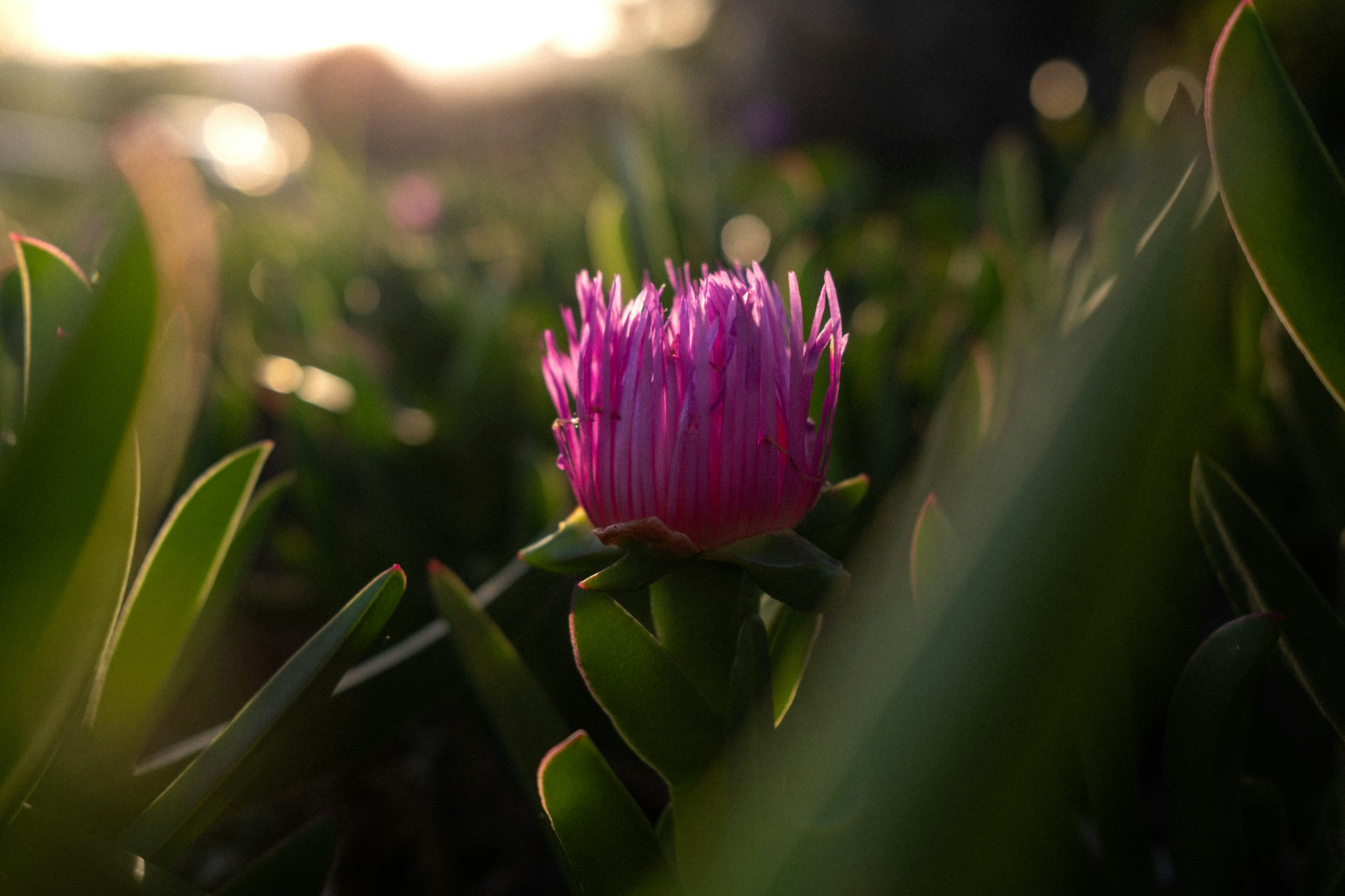 Dusk-Backlit Protea: A Close-Up in Quiet Garden Light