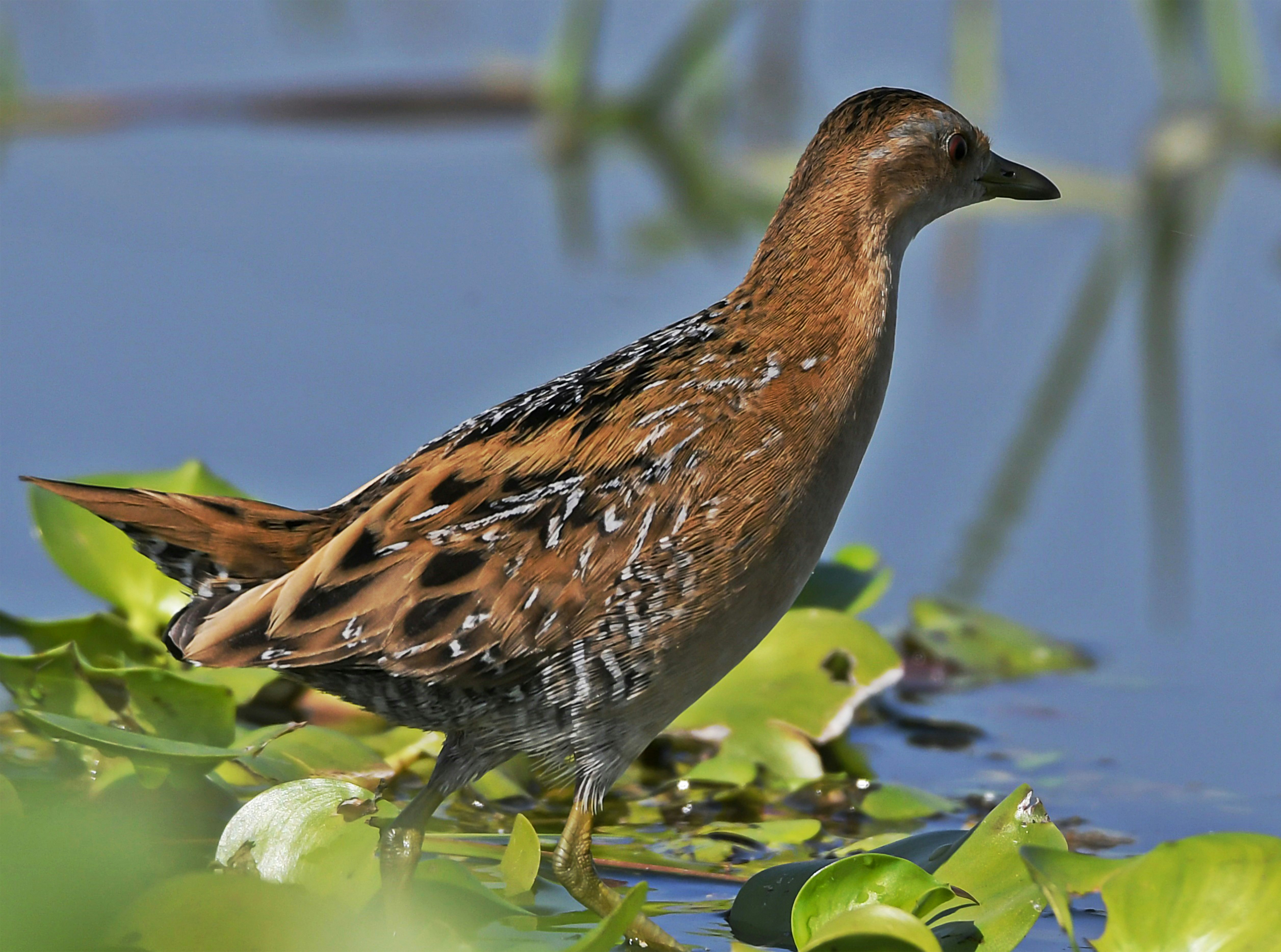 A bird is standing in a swampy area photo – Free Feni Image on Unsplash