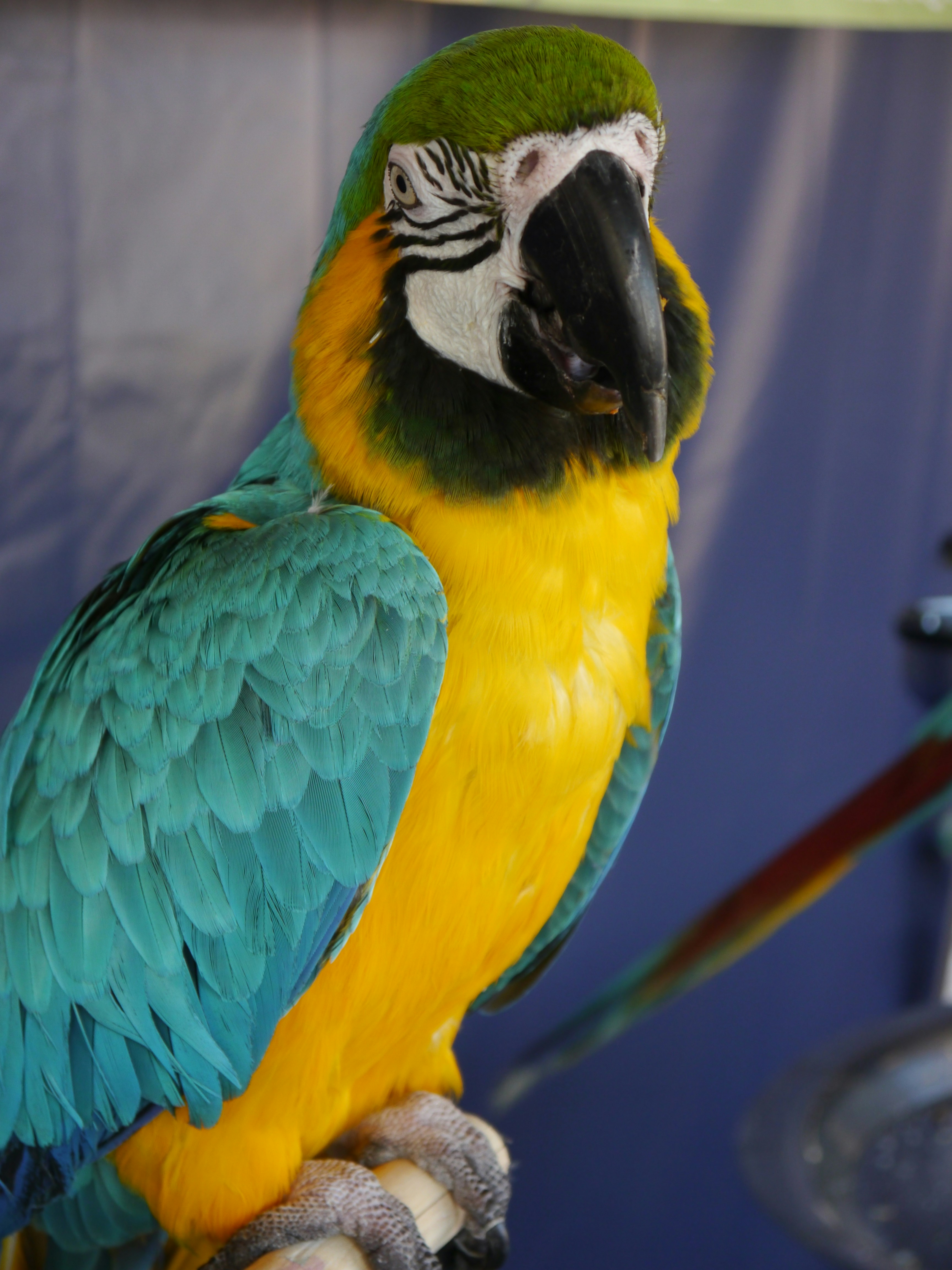 Macro Portrait of a Macaw: Emerald Wings and Golden Chest in Focus