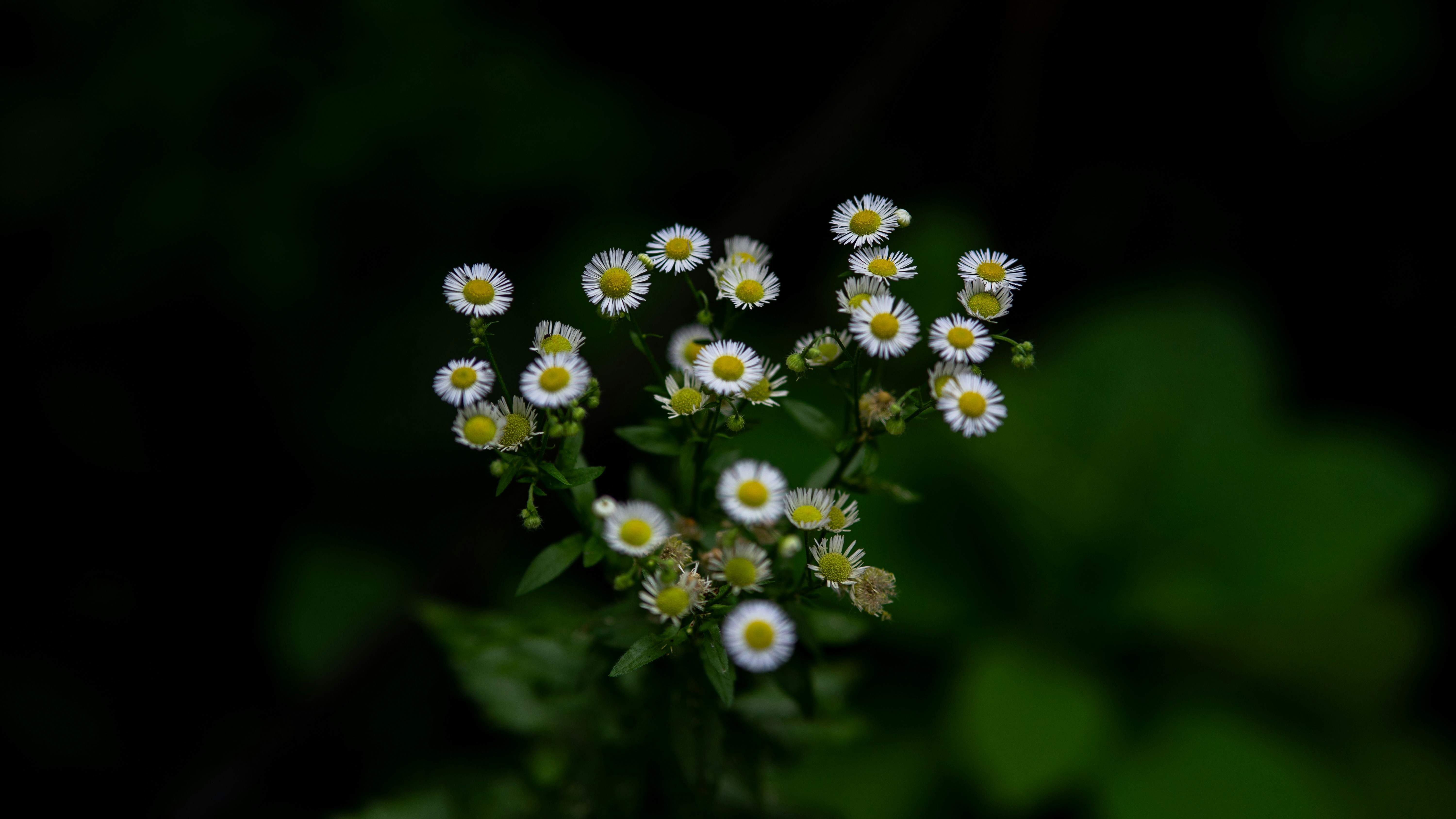 Daisy Constellation in a Velvet Night Garden