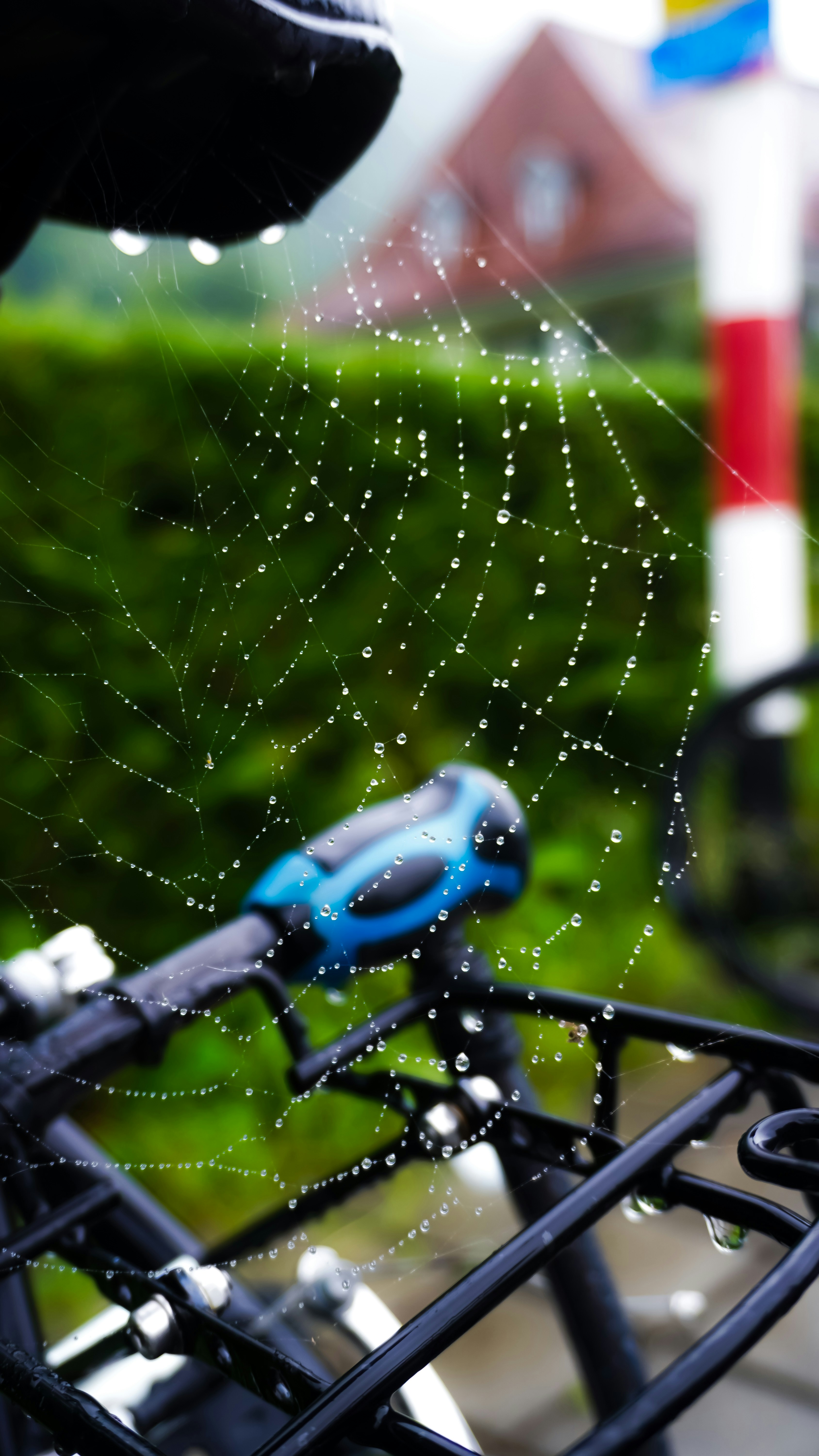 Dew-Glazed Spider Web Framed by a Quiet Morning Bike