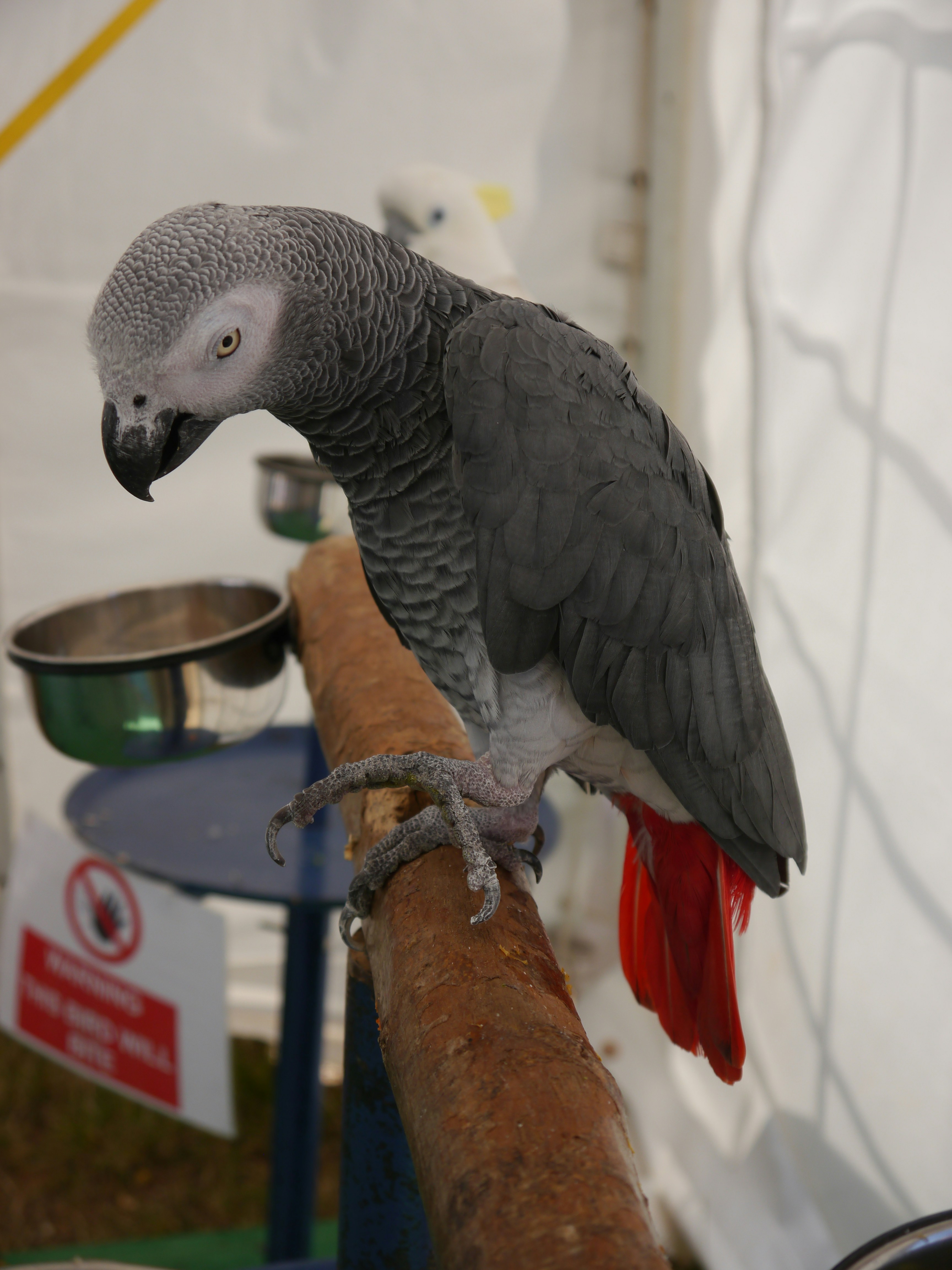 Grey Watcher: African Grey Perched on a Weathered Rail in a White-Tented Space