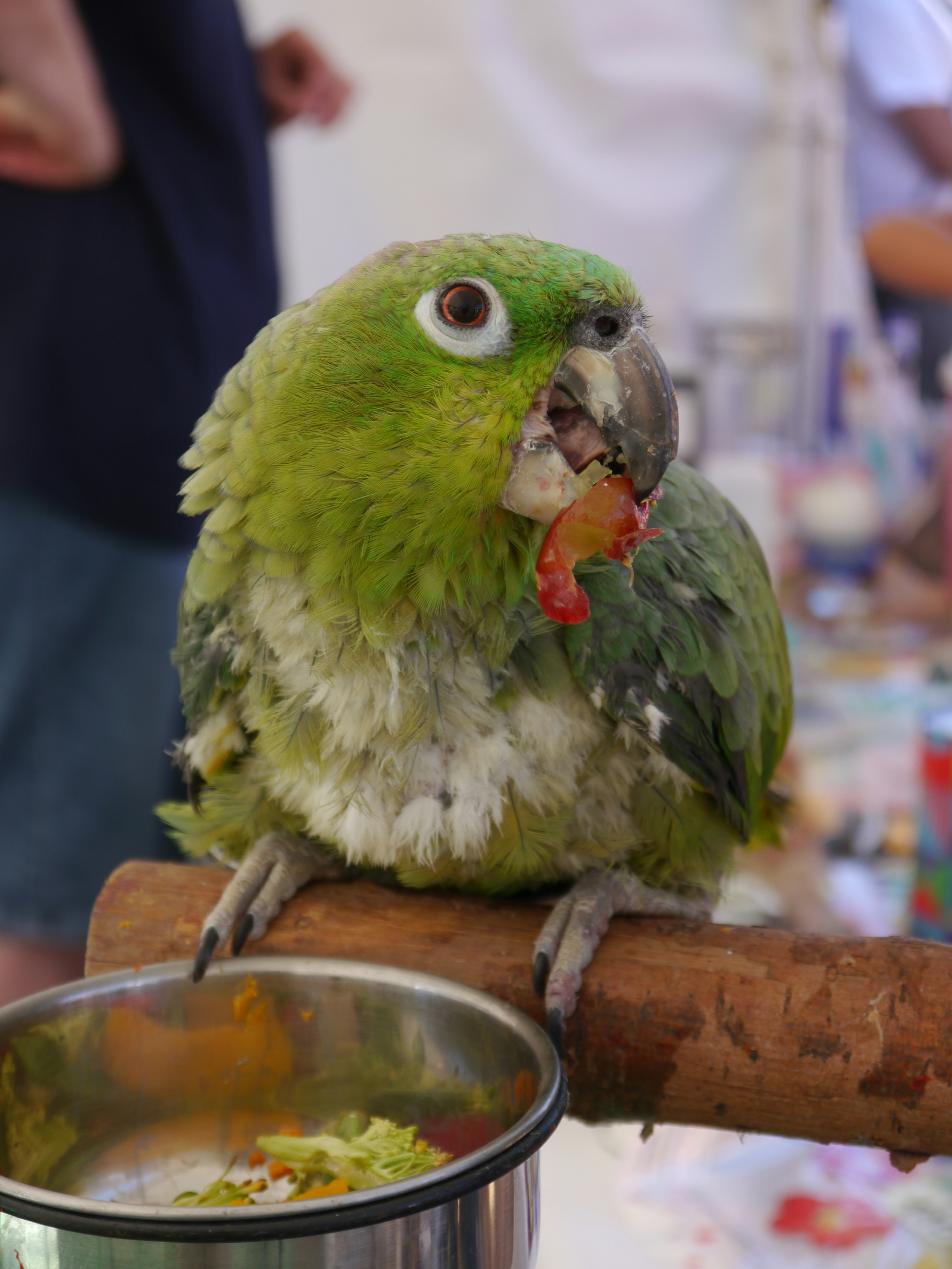 A green parrot sitting on top of a wooden stick photo – Free Bird Image on Unsplash