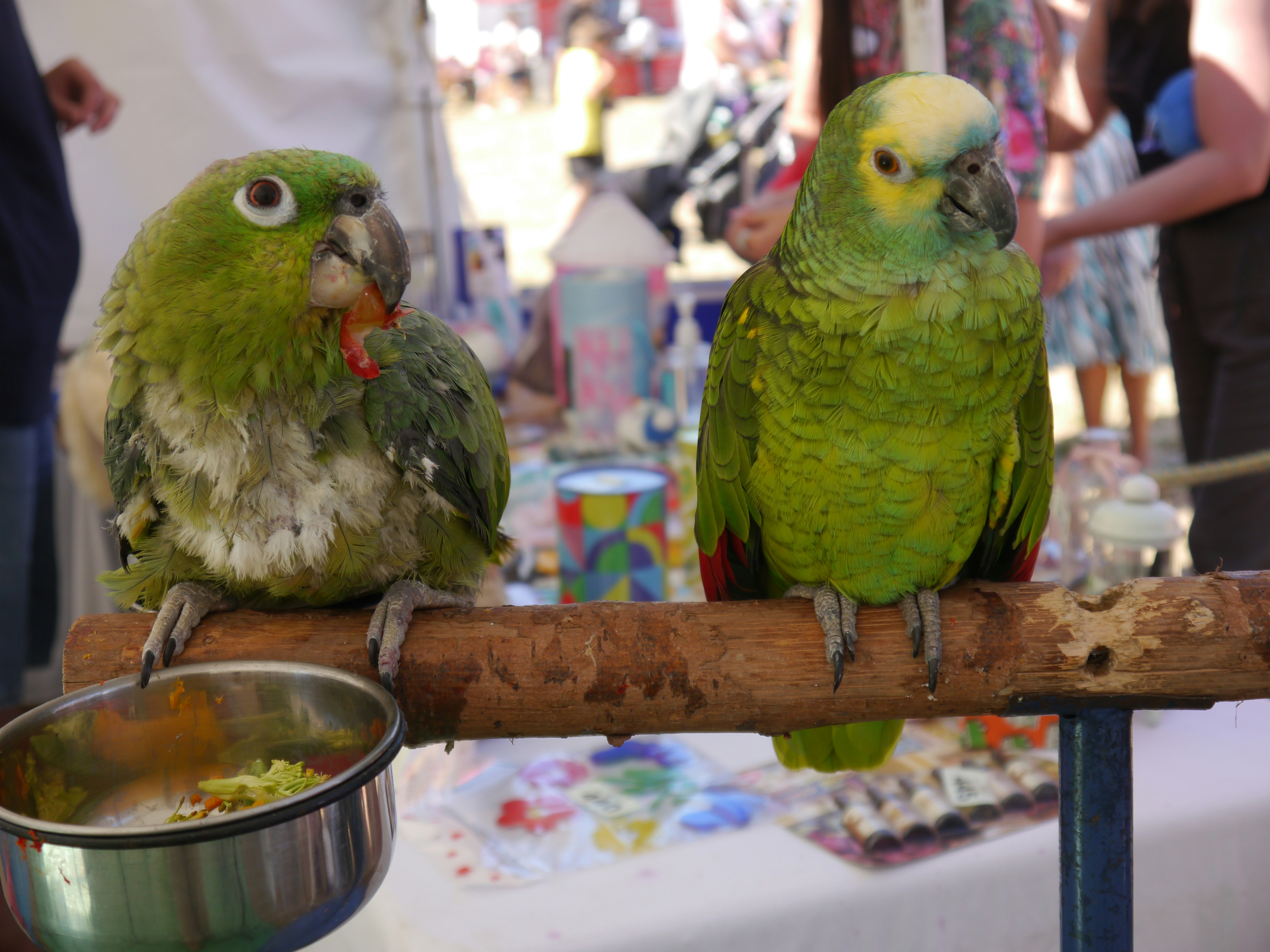 Emerald Duo on a Weathered Bar Amid a Bustling Market