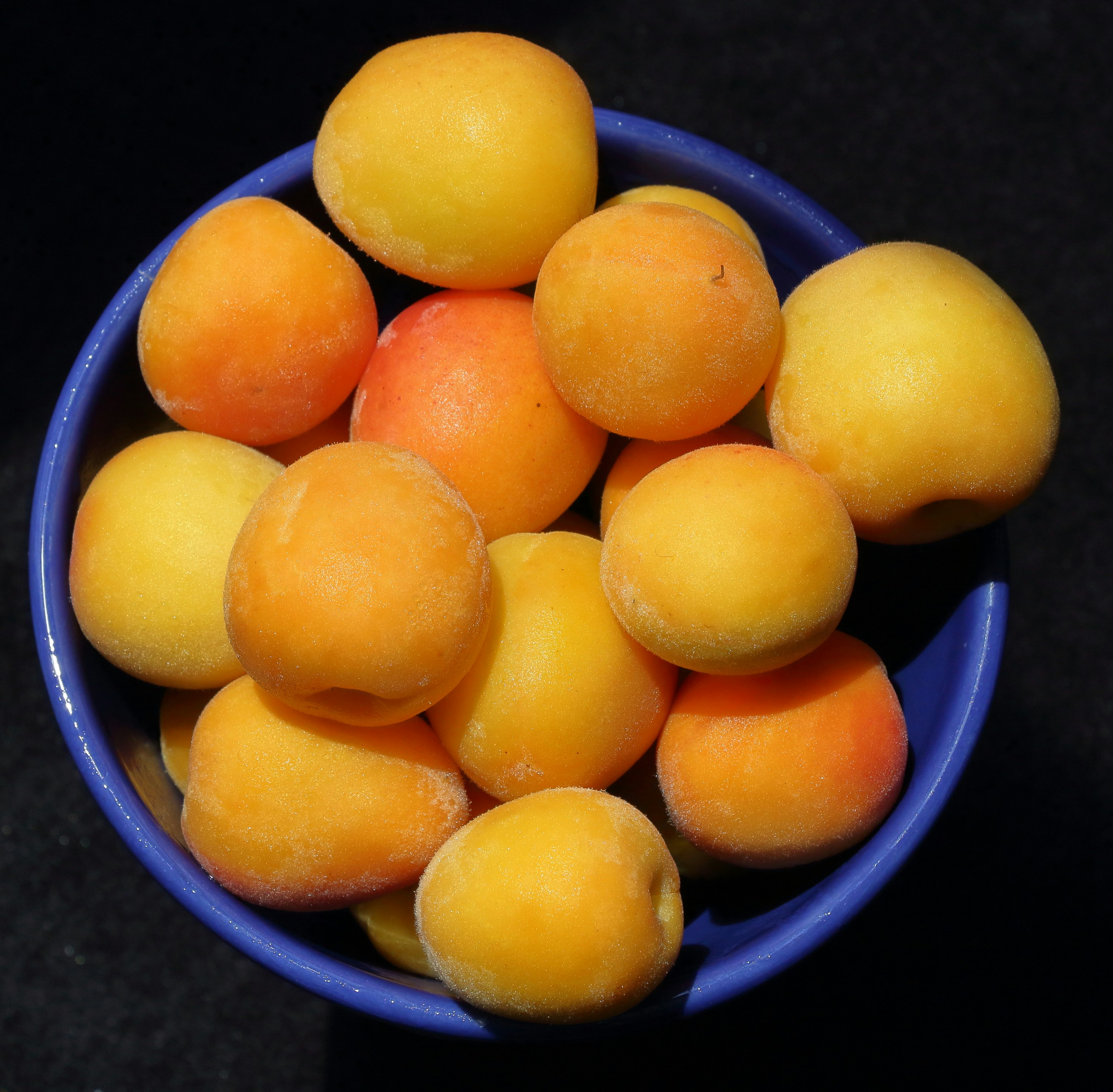 A blue bowl filled with lots of ripe apricots photo – Free Apricot ...